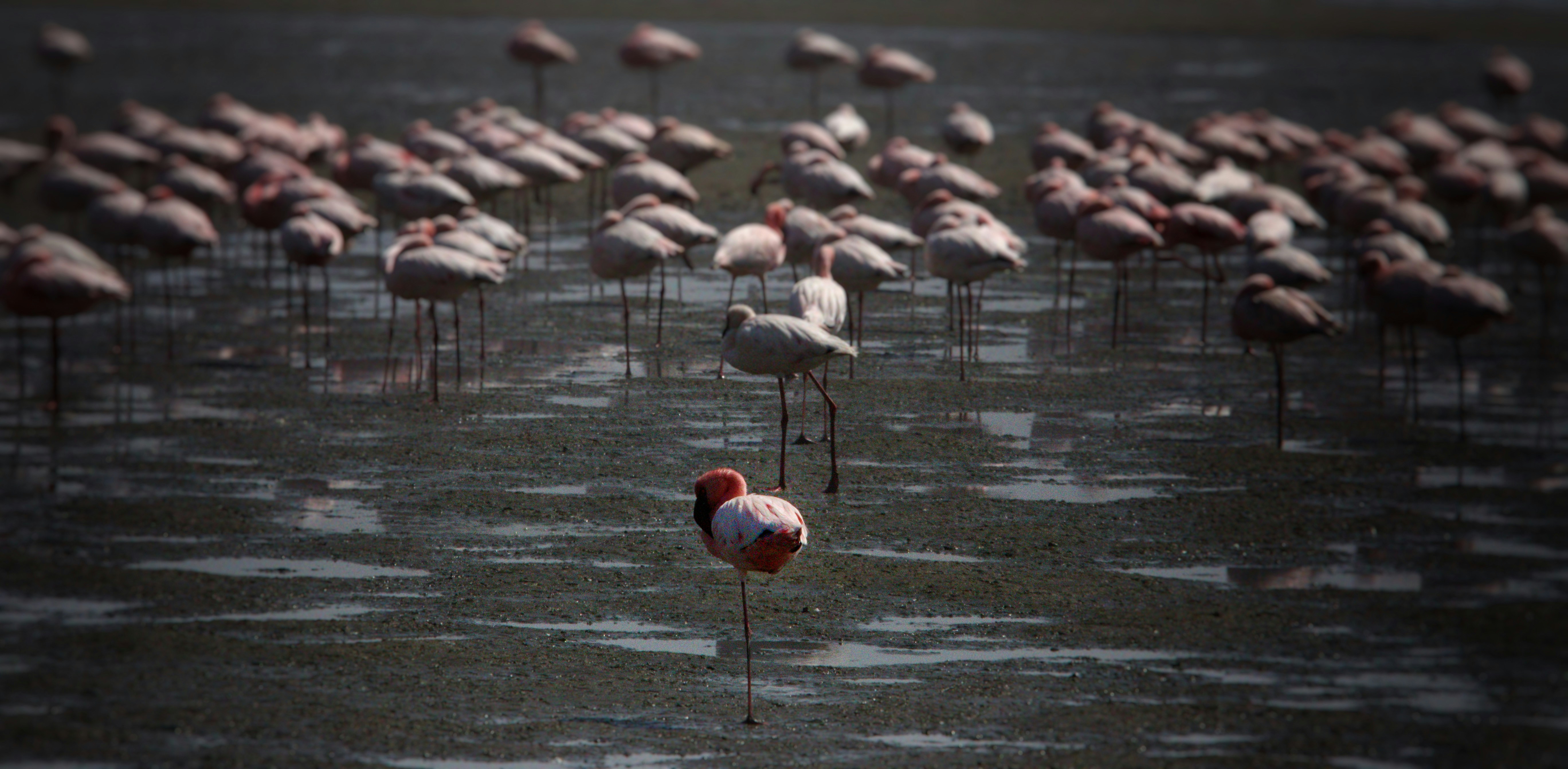 Flock of flamingos wading gracefully in rippling water under soft lighting.