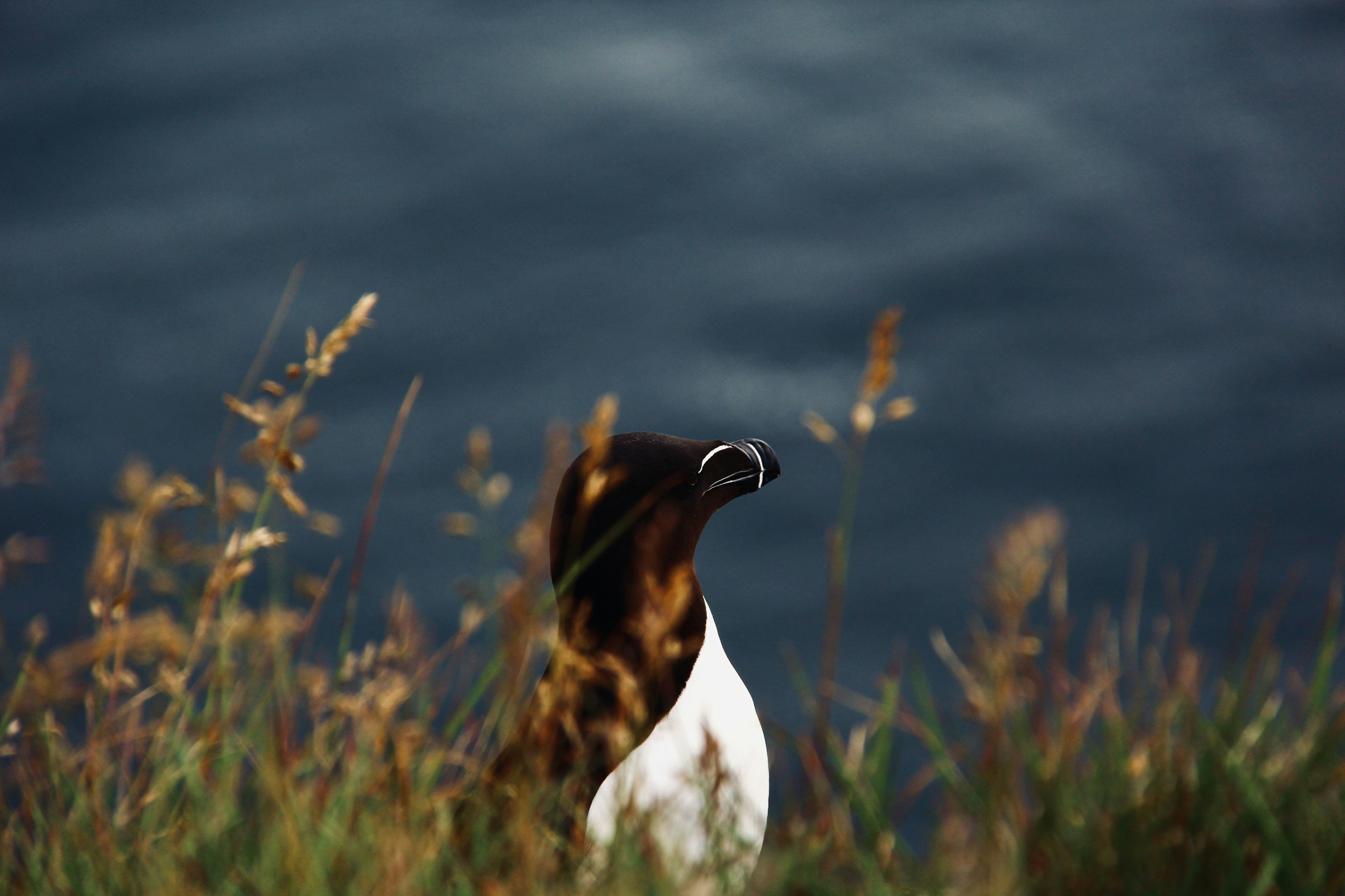 Coastal Sentinel: A lone seabird among grasses with a blue sea backdrop
