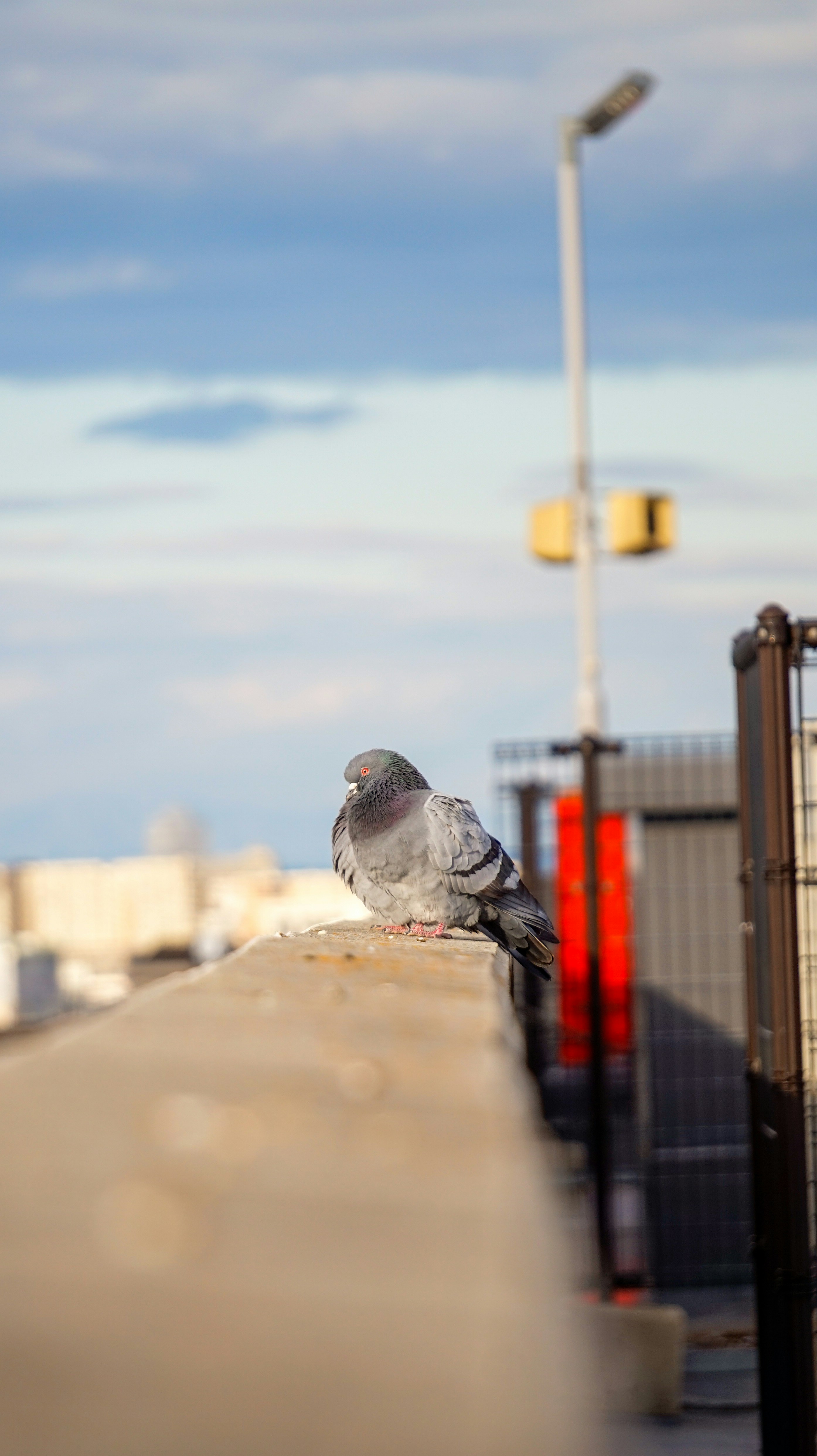 Foto Una paloma sentada en una repisa cerca de un semáforo – Imagen ...