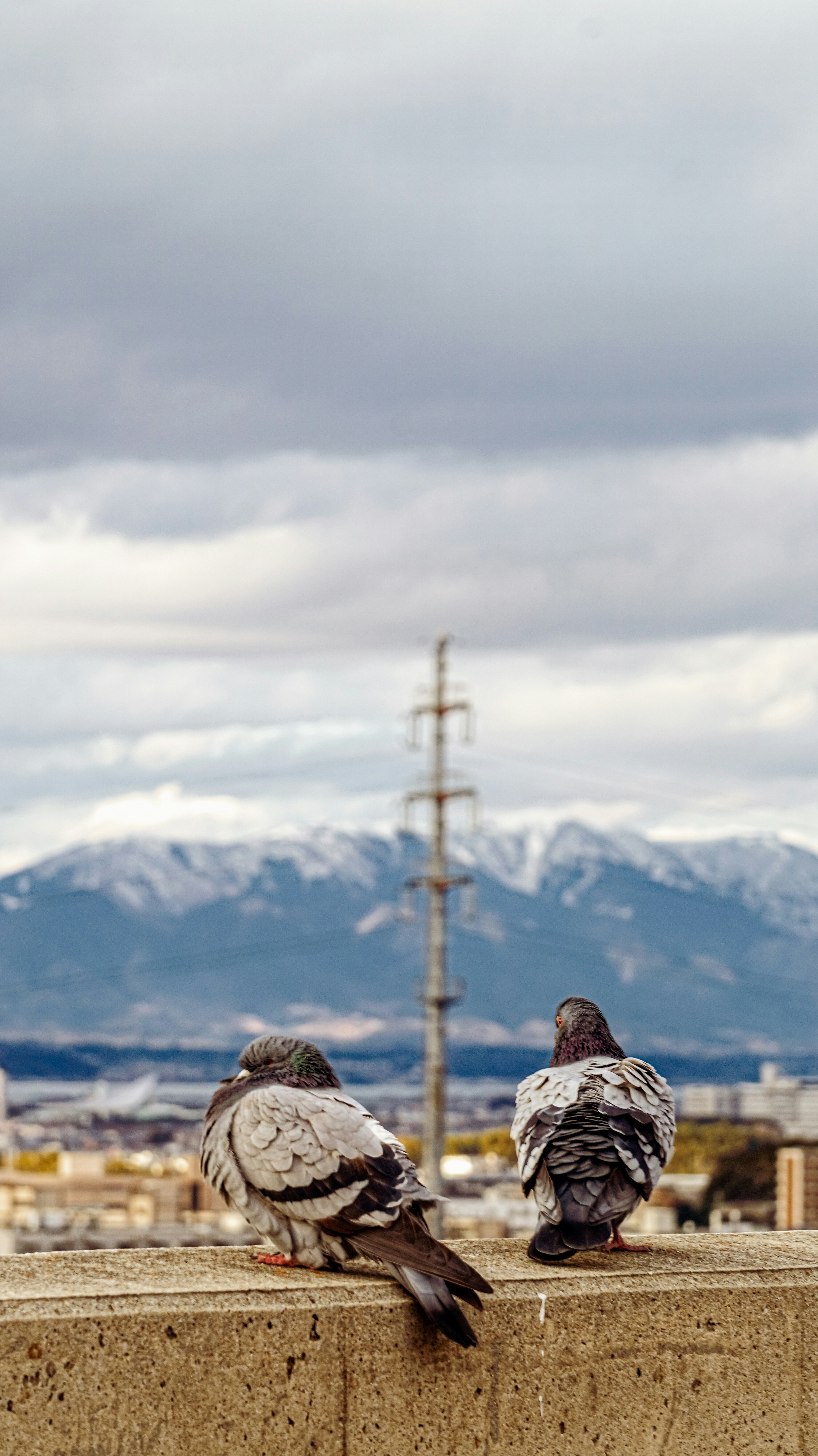 a couple of birds sitting on top of a cement wall