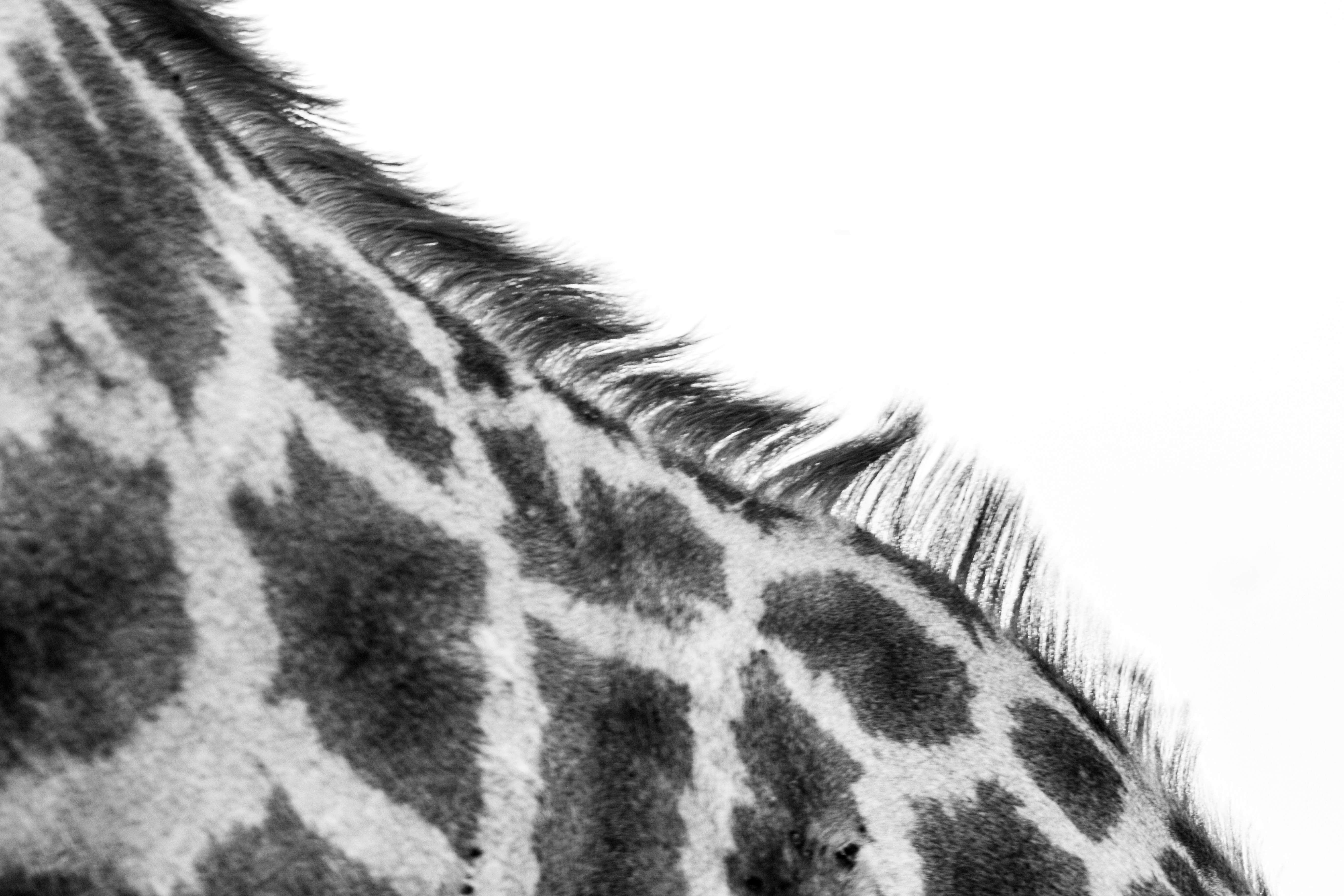 giraffe back