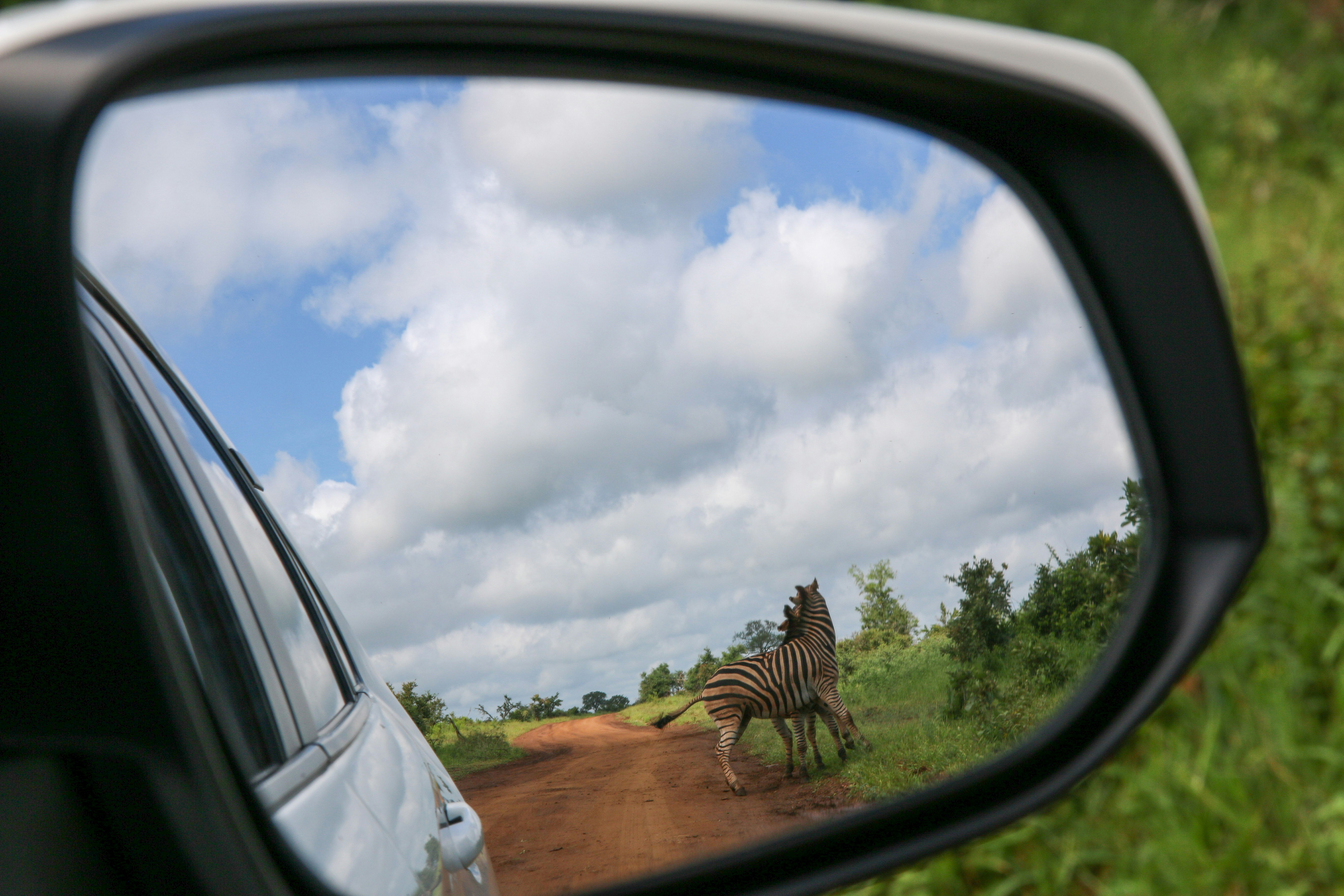Rearview Serengeti: Zebra on a Dusty Safari Road