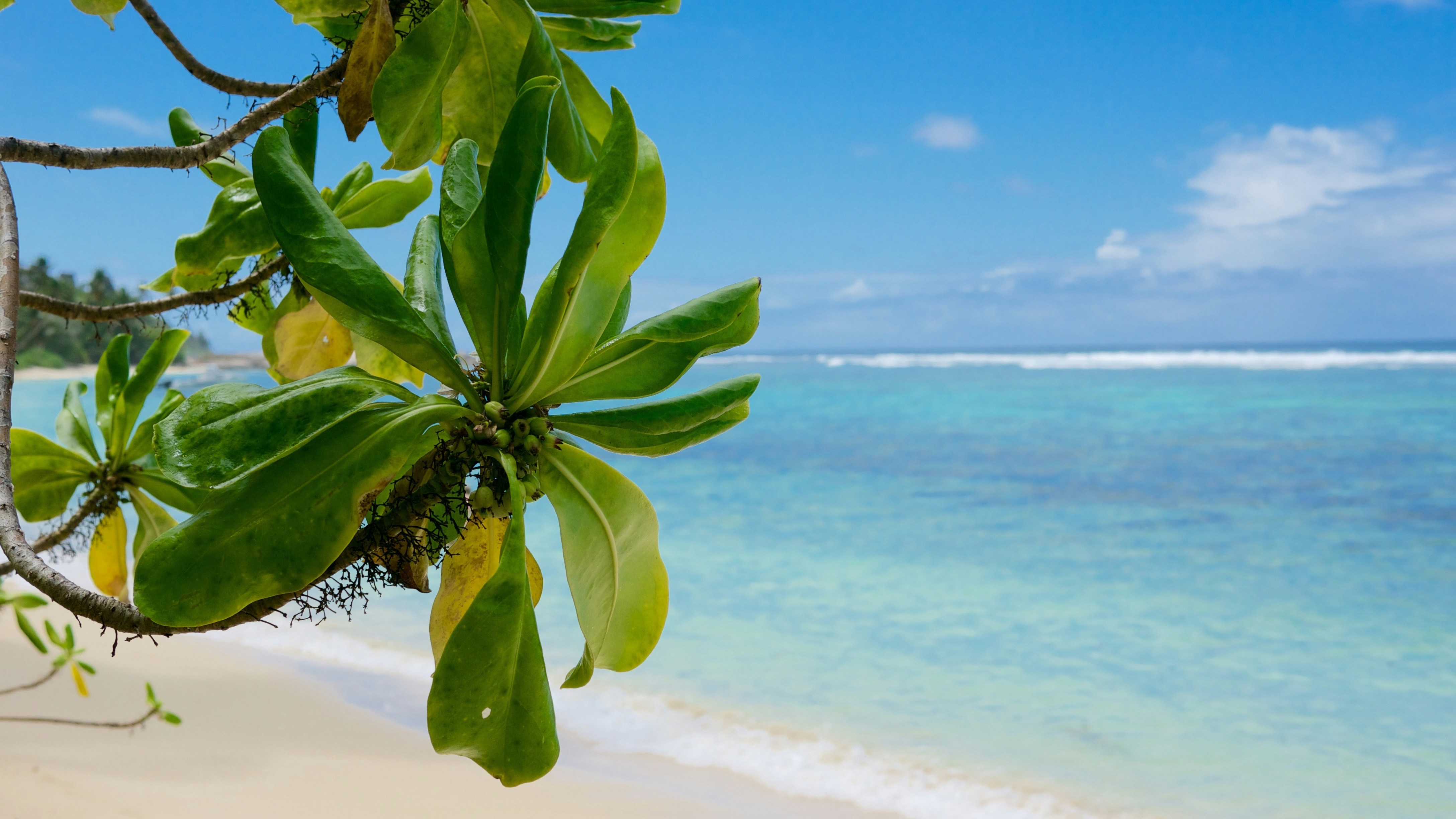 Lush green leaves framing a tranquil turquoise sea under a vibrant blue sky.