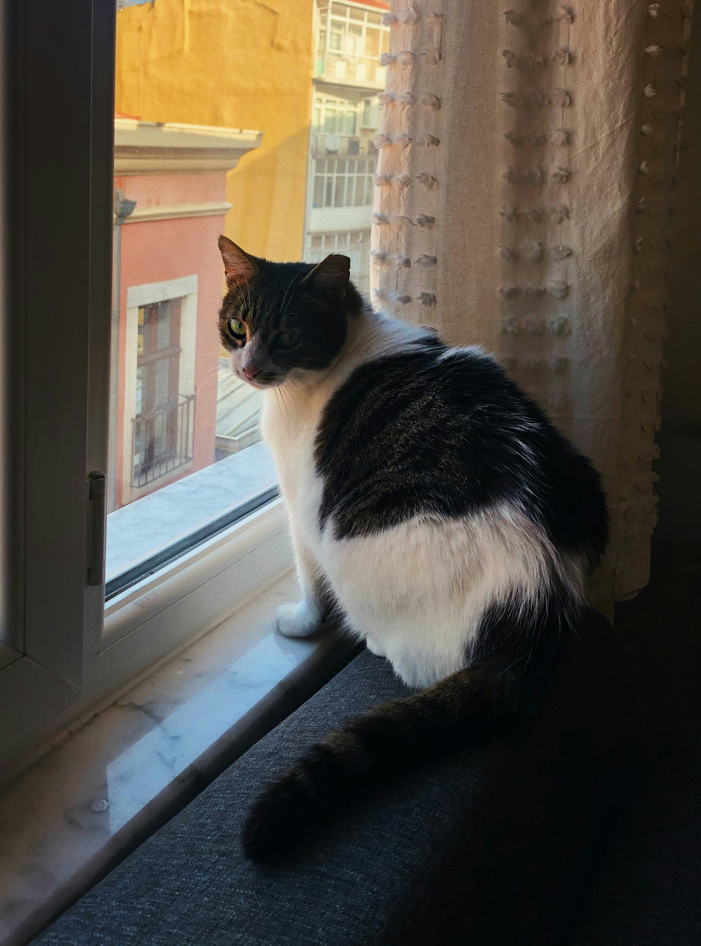a black and white cat sitting on a window sill
