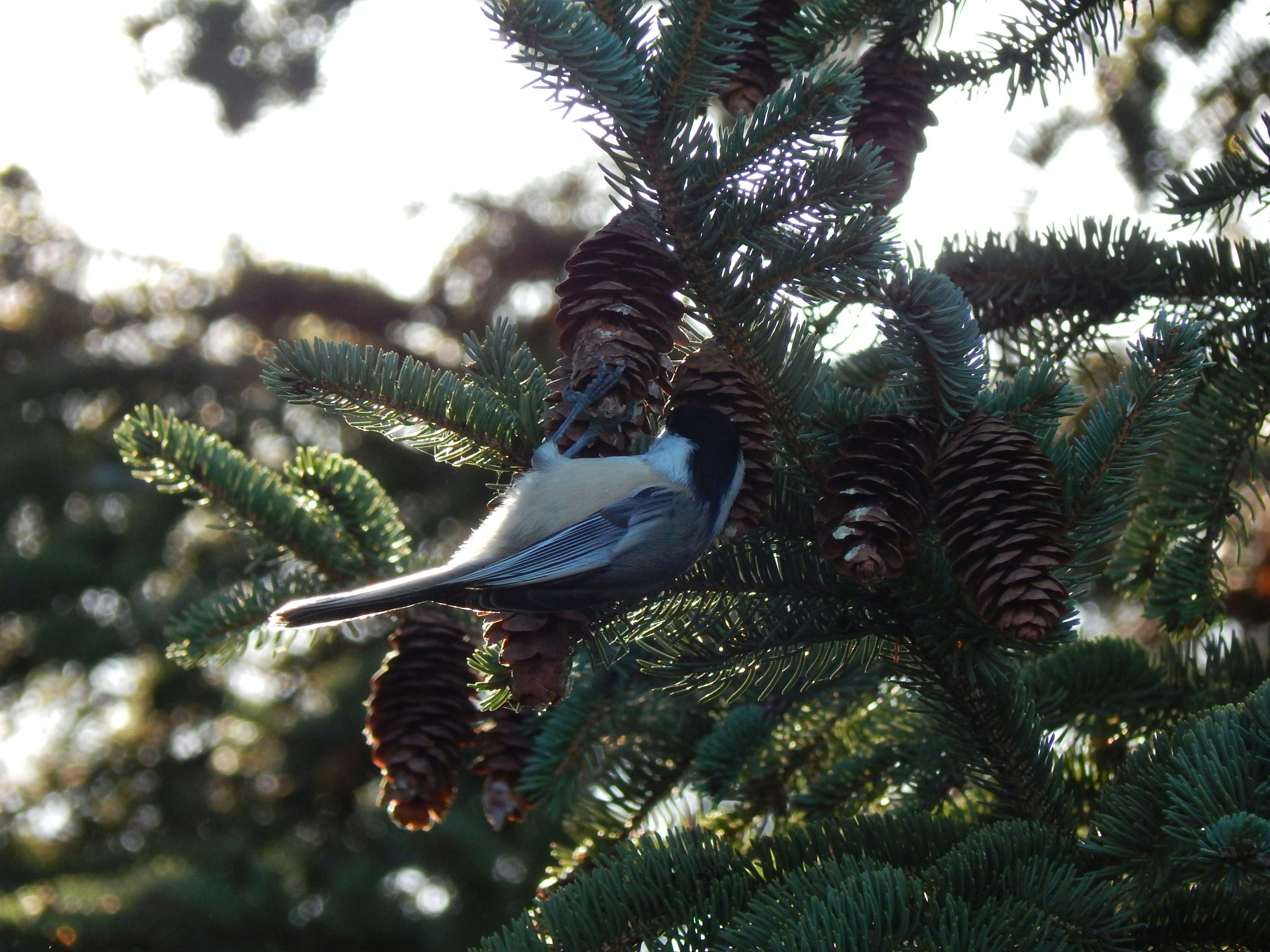 Azure Tit on a Pinecone Perch in Winter Backlight