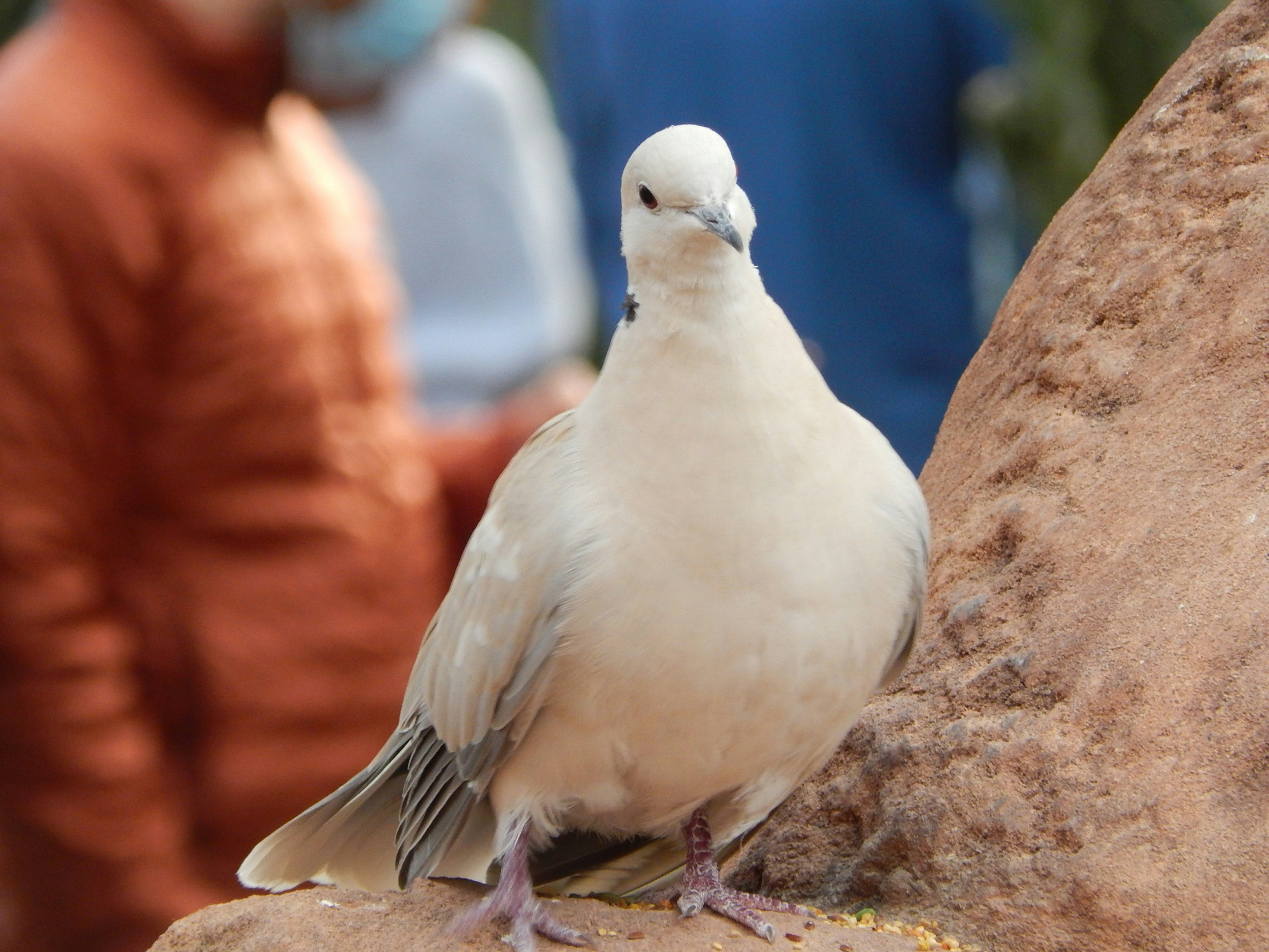 White Dove on Weathered Rock as Distant Crowd Blurs Into Color