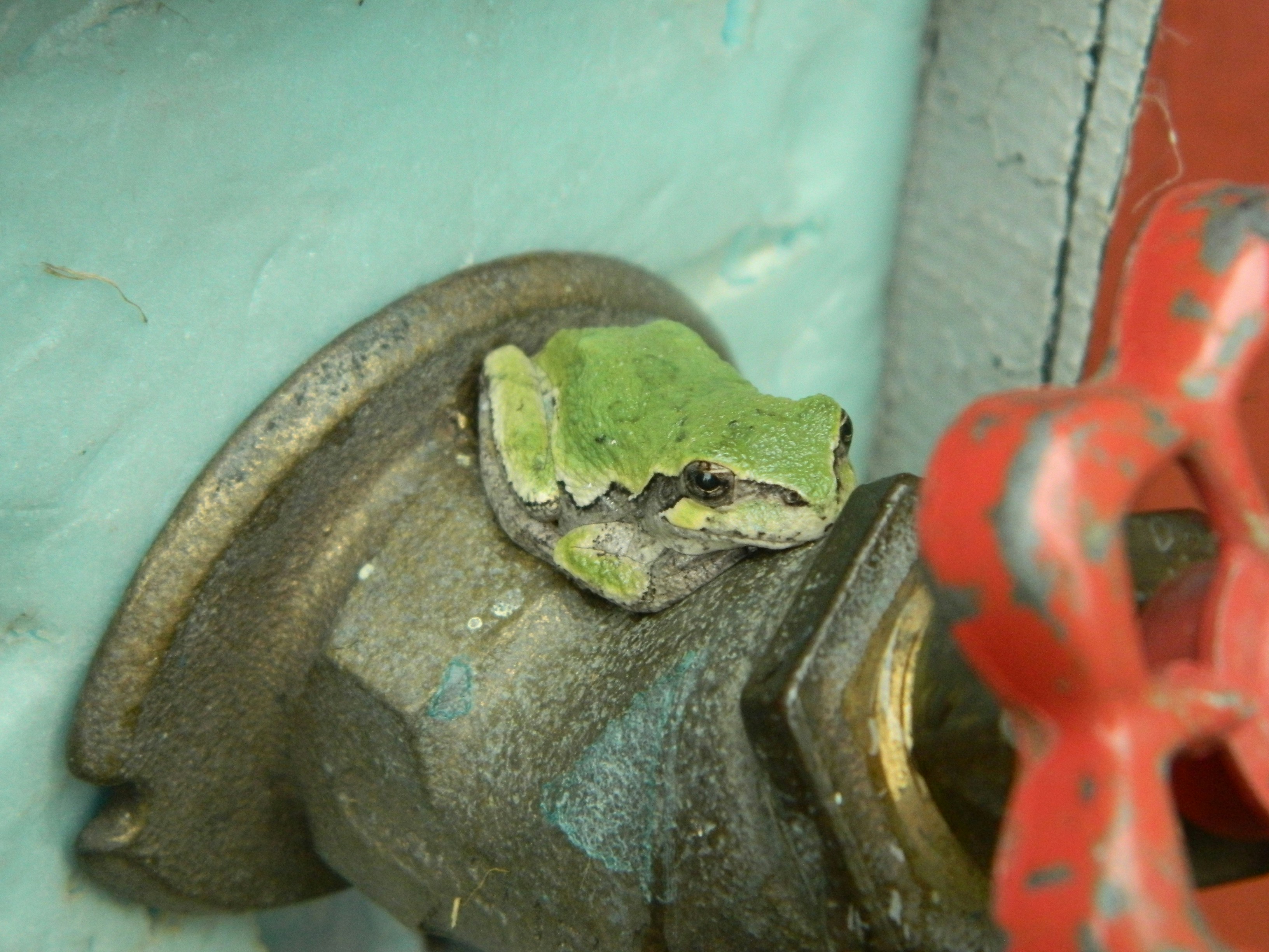 A green frog perched on a metallic valve, blending with its surroundings. The image captures the contrast between nature and industrial elements.