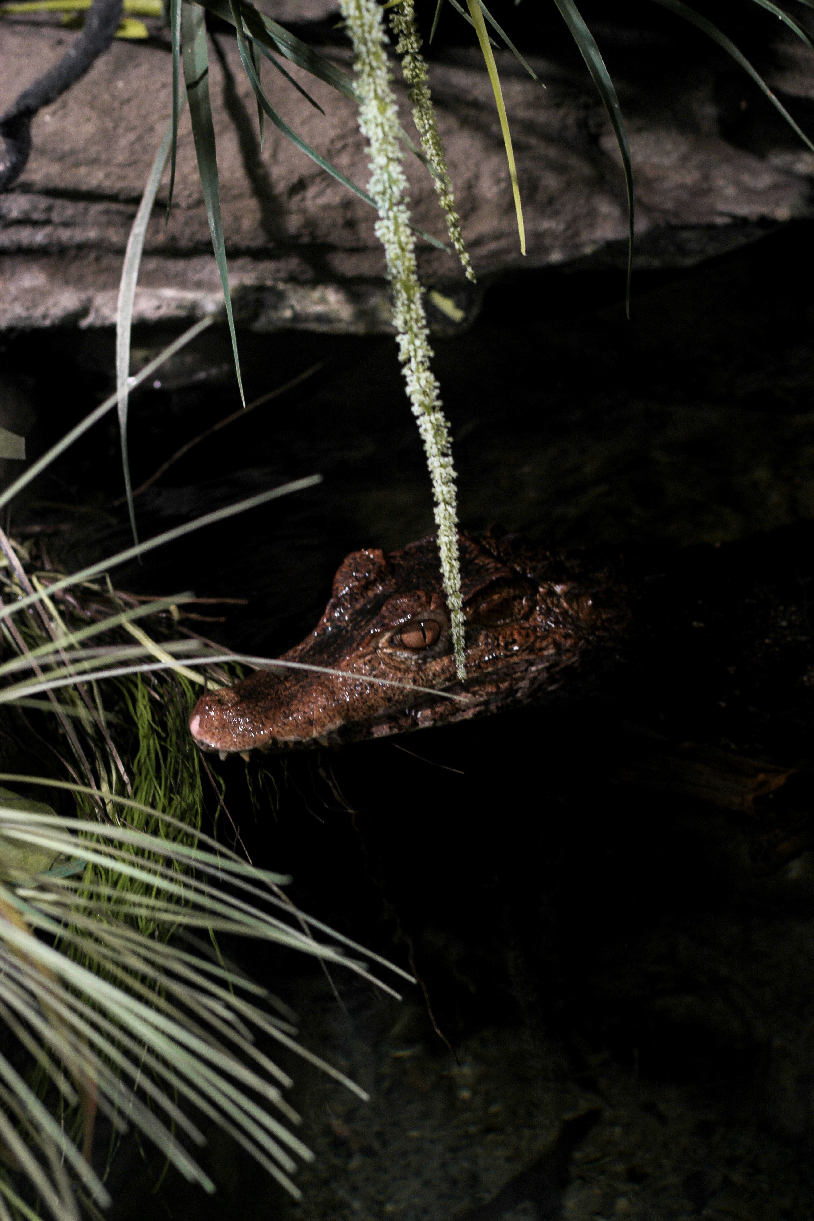 A large alligator laying on top of a lush green forest photo – Free ...
