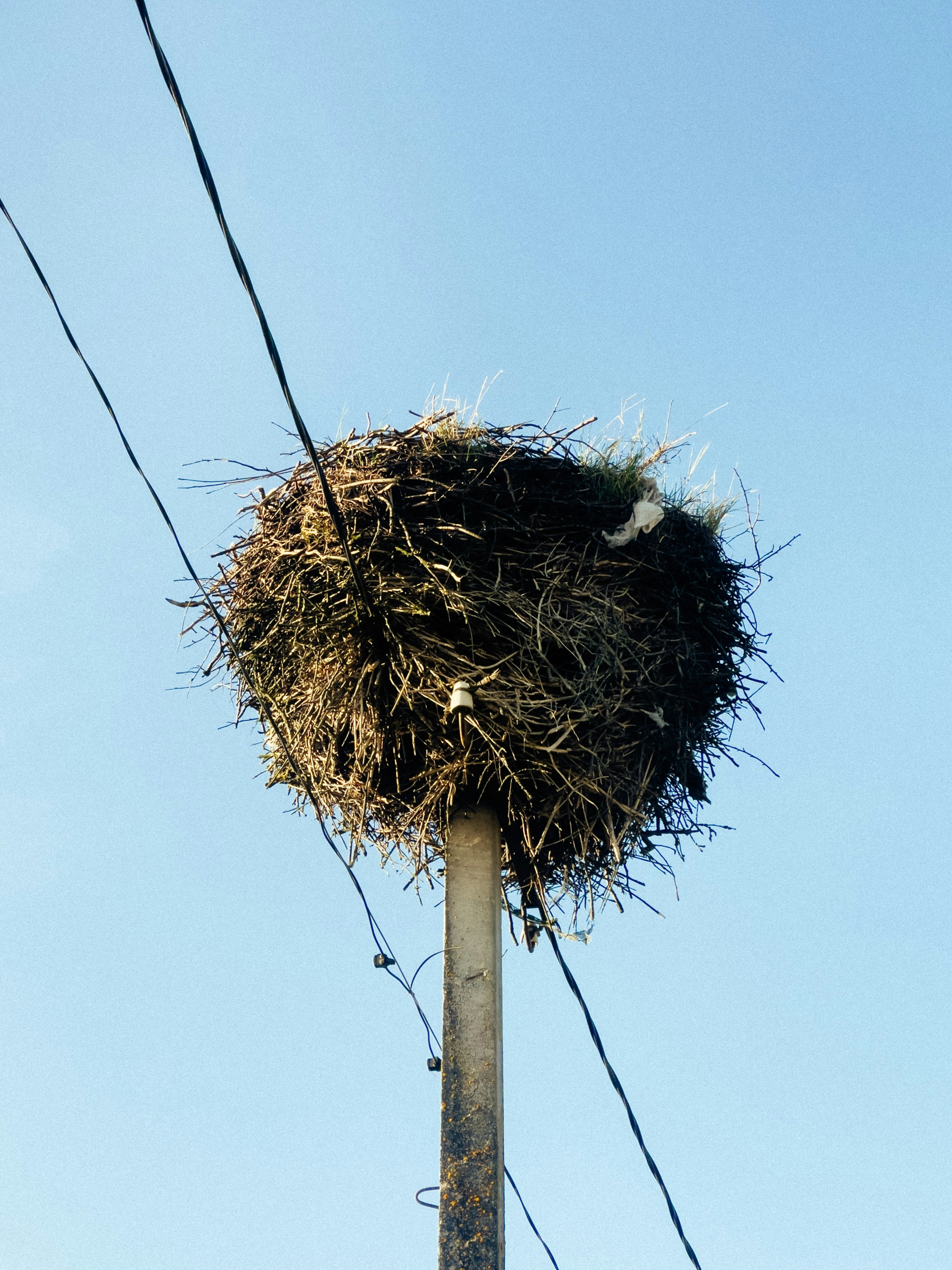 Large bird's nest atop a utility pole against a clear blue sky, with power lines intersecting the scene.