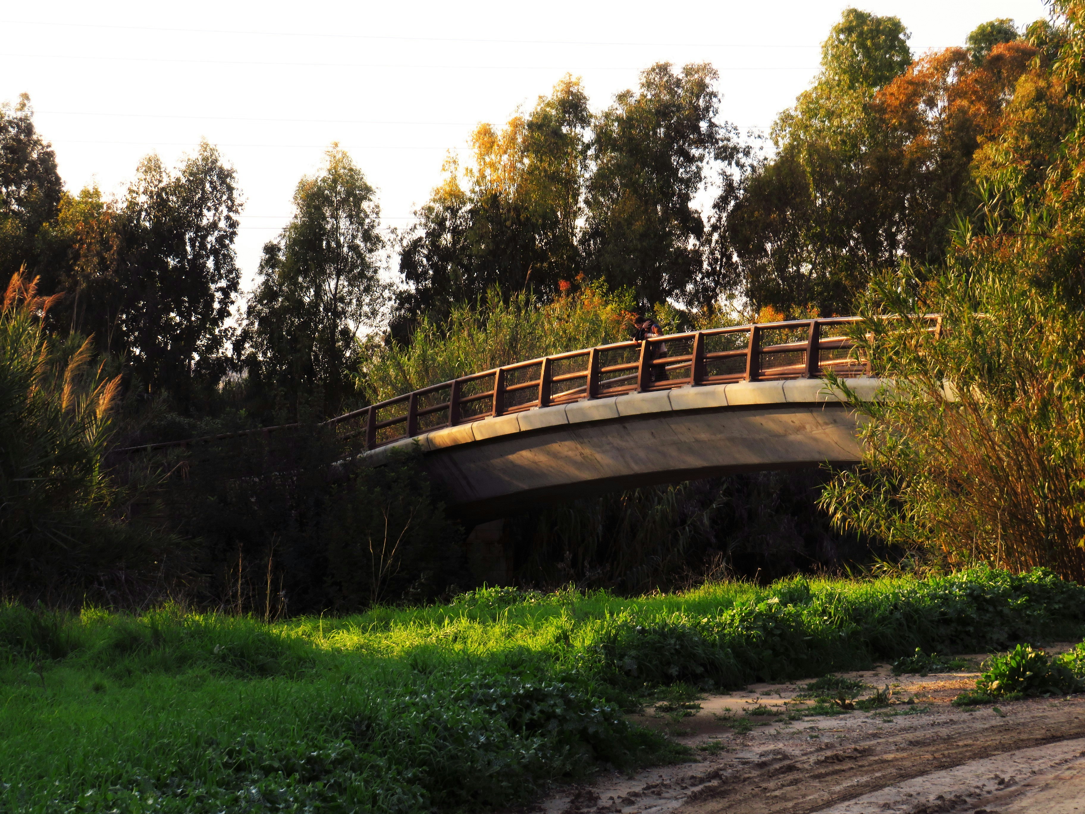 Bridge over green verge: quiet afternoon in the park