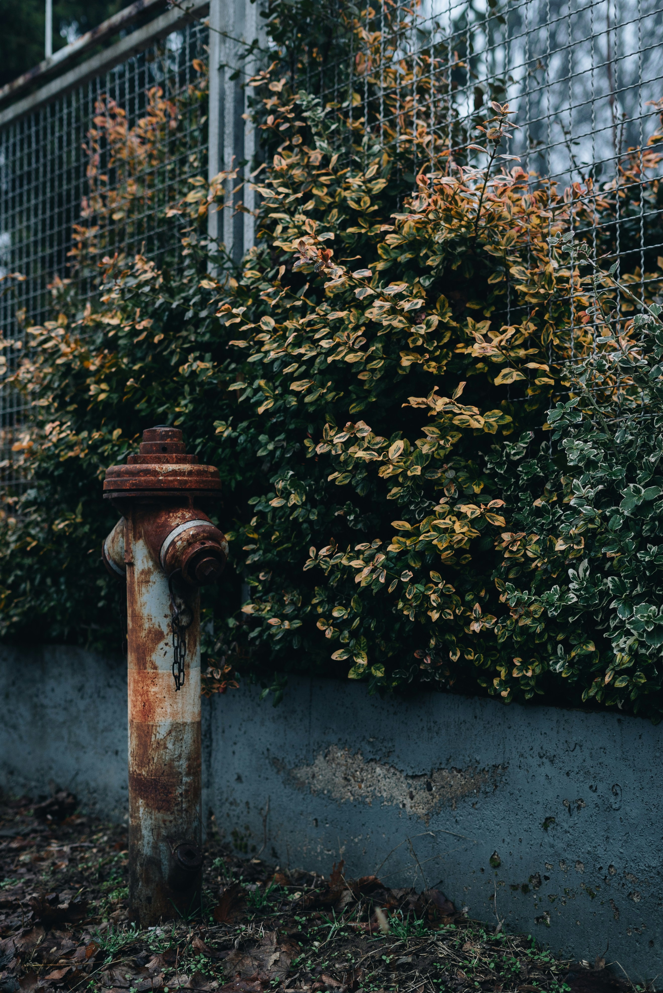 A weathered fire hydrant stands in contrast against lush greenery, showcasing the passage of time in an urban setting.