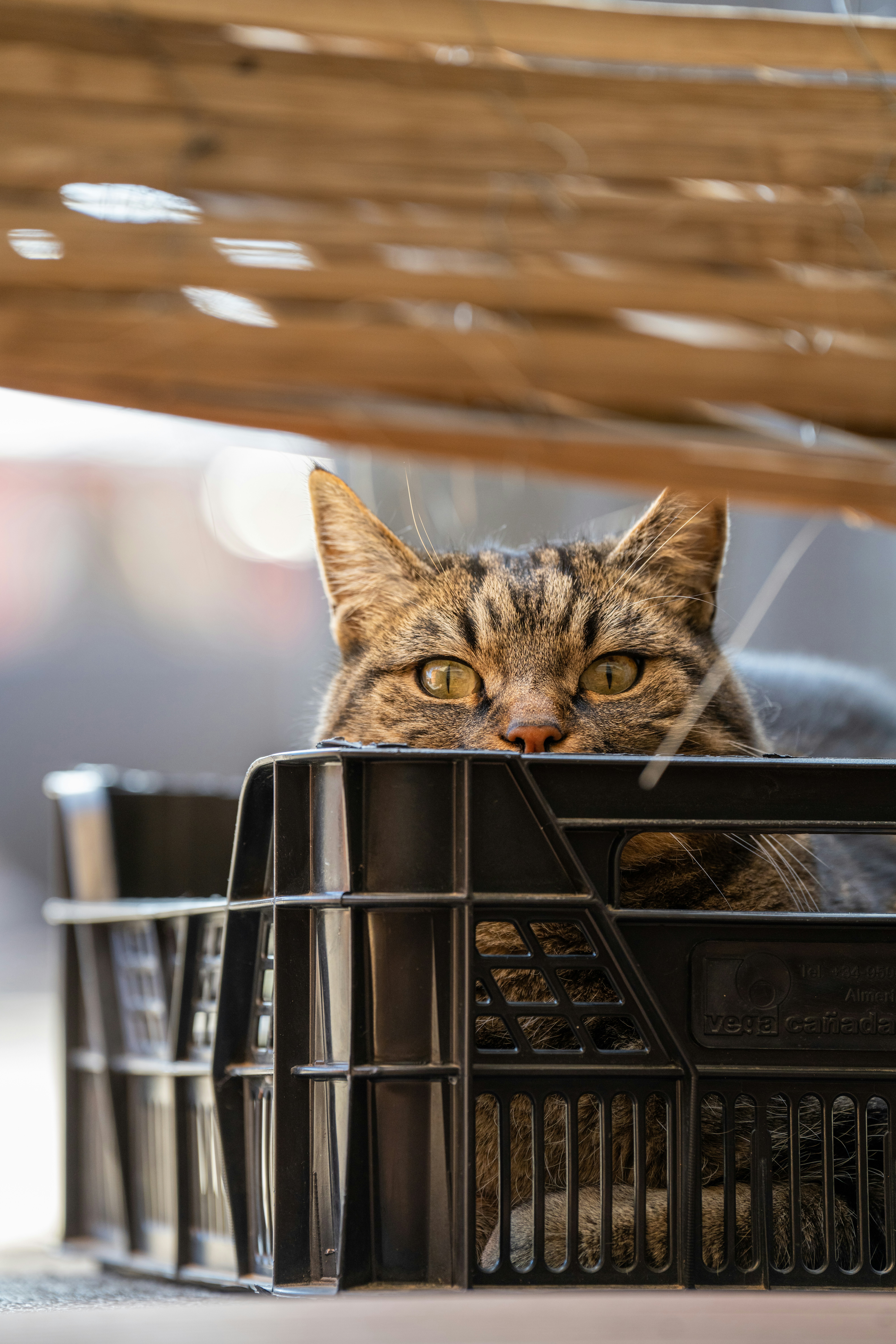 Foto Un gato acostado encima de una jaula negra – Imagen Suiza gratis ...