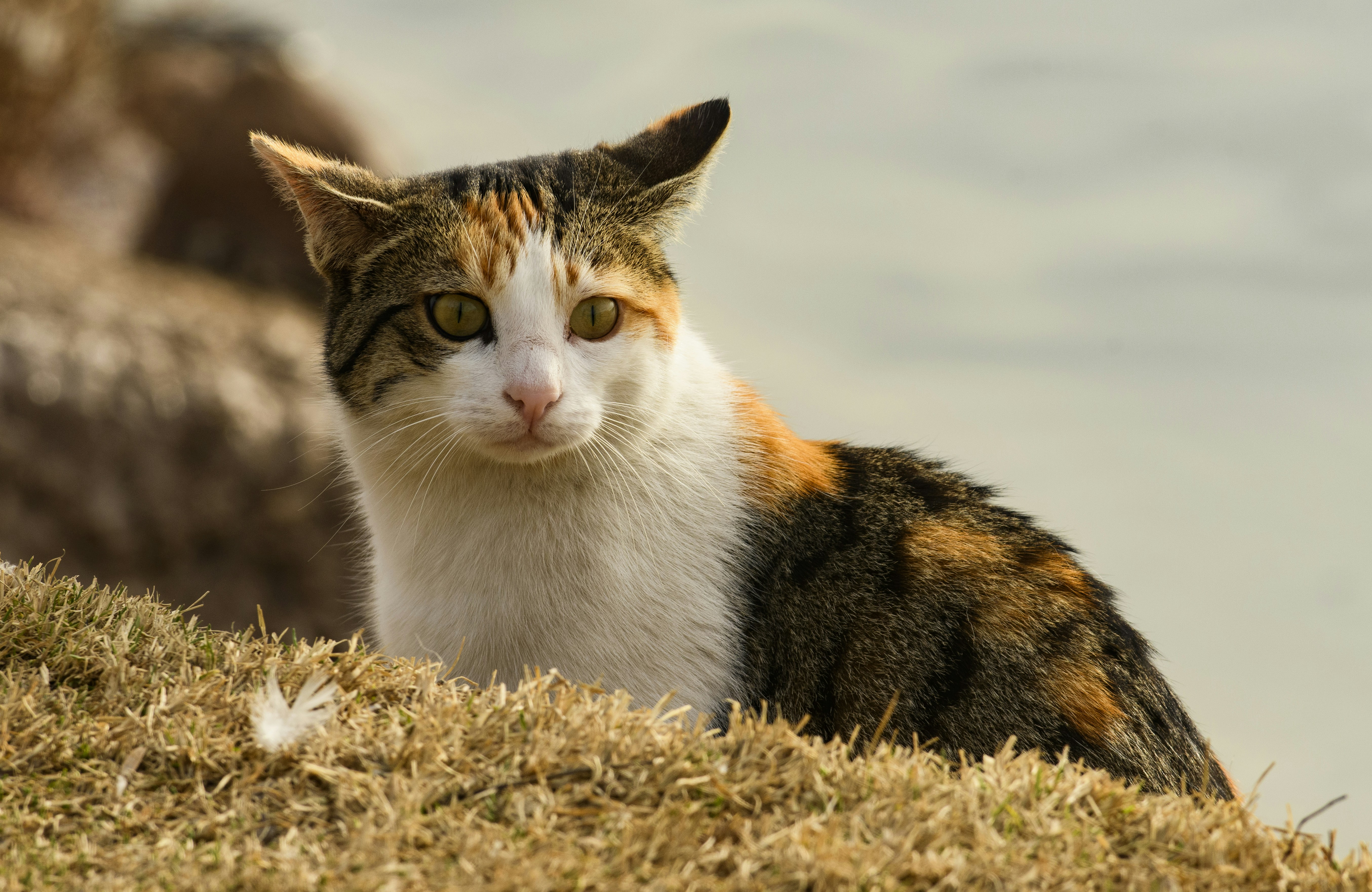 a cat sitting on top of a grass covered hillside
