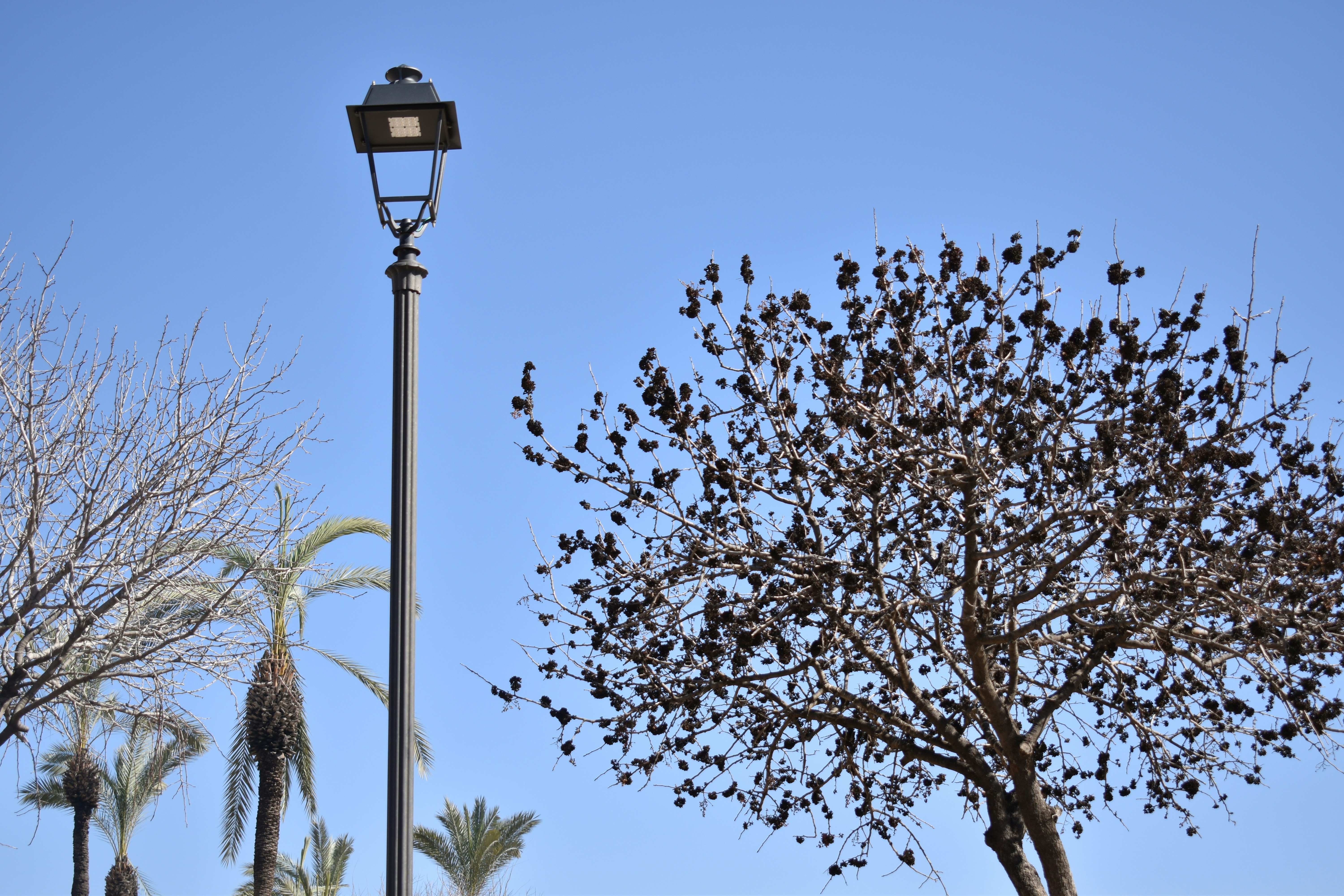 たくさんの鳥がいる木の横の街灯の写真 – Unsplashの青いの無料画像