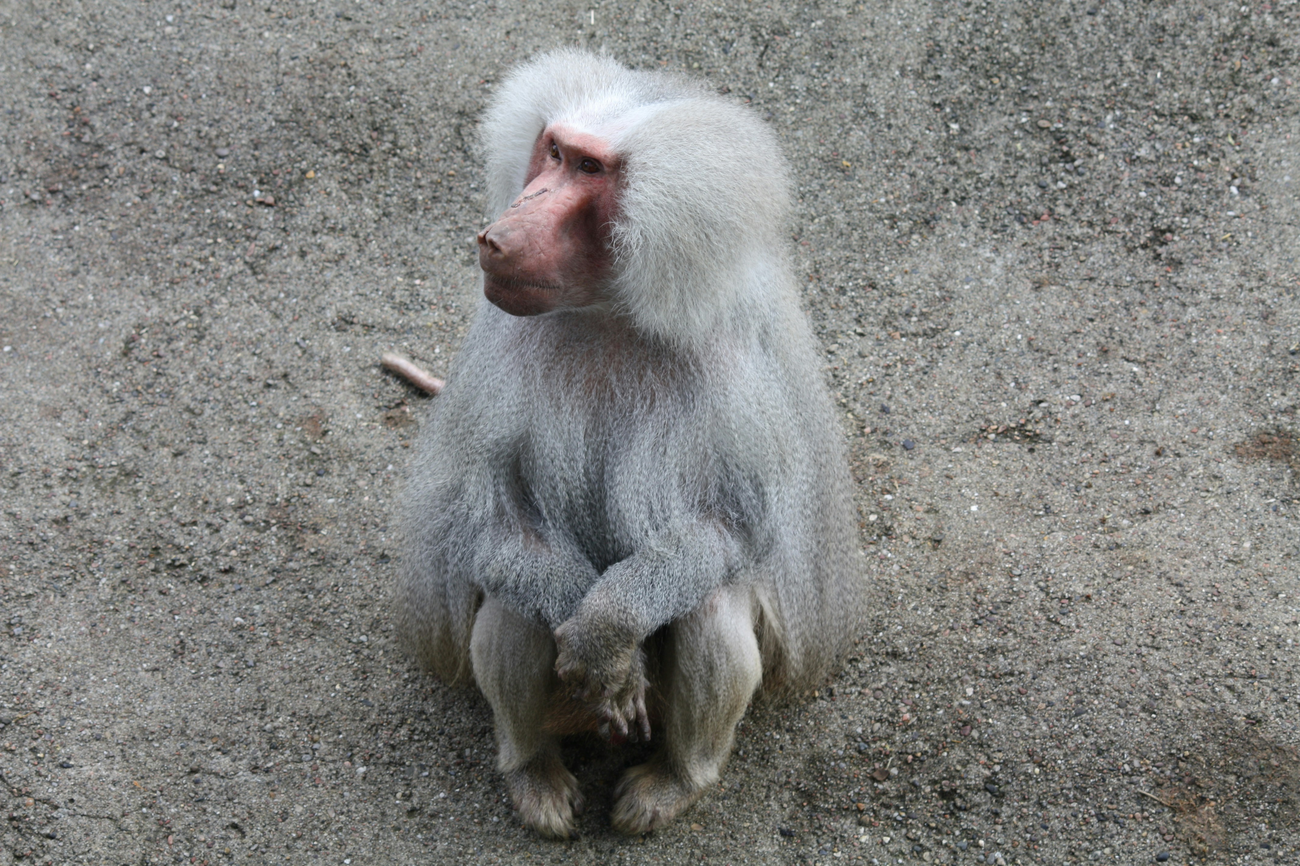 A solitary baboon sits thoughtfully on the ground, its distinctive fur and facial features highlighted against a textured background. The scene conveys a sense of calm and introspection.