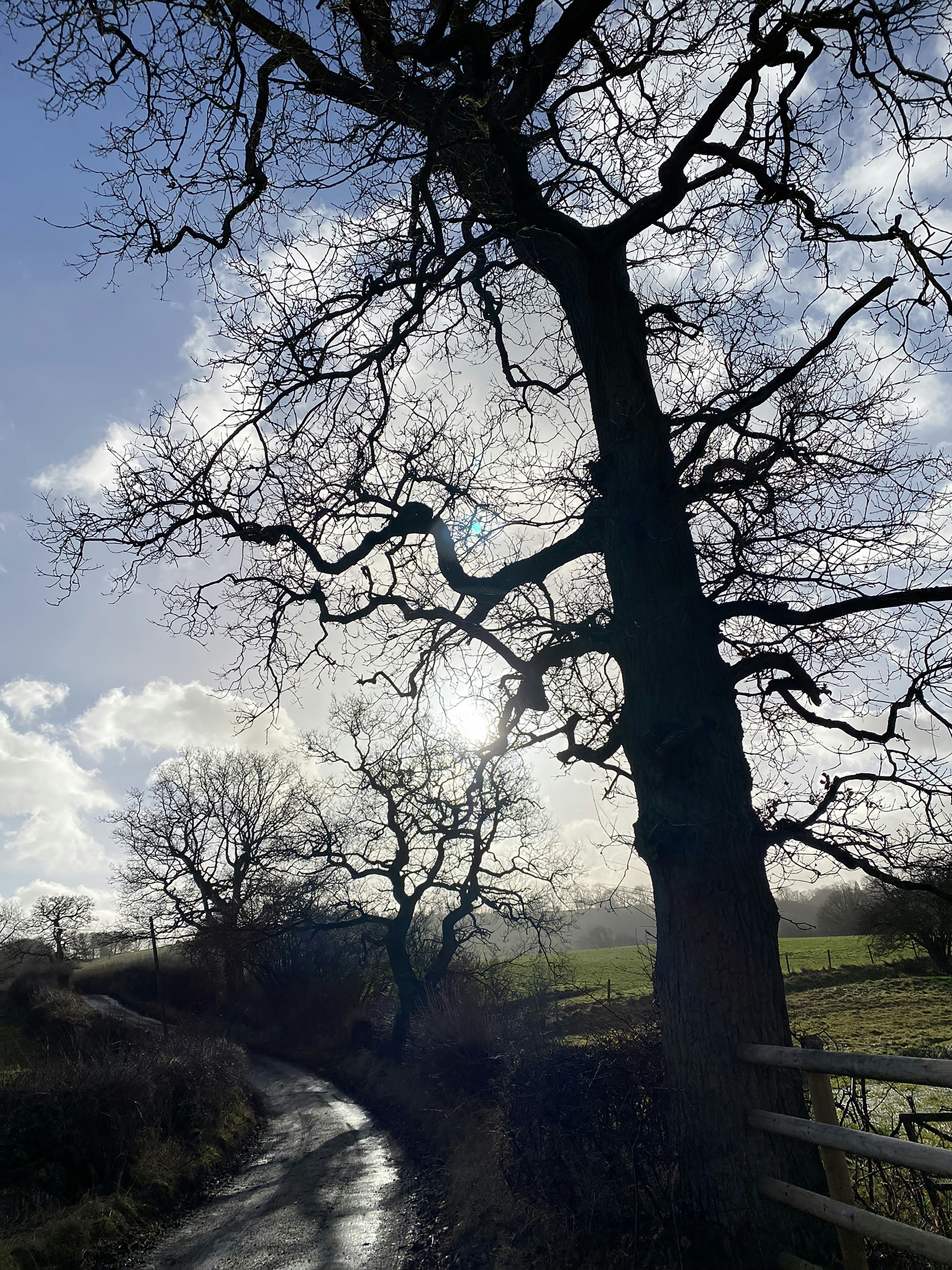Whispers of Winter: A Path Through Nature's Embrace