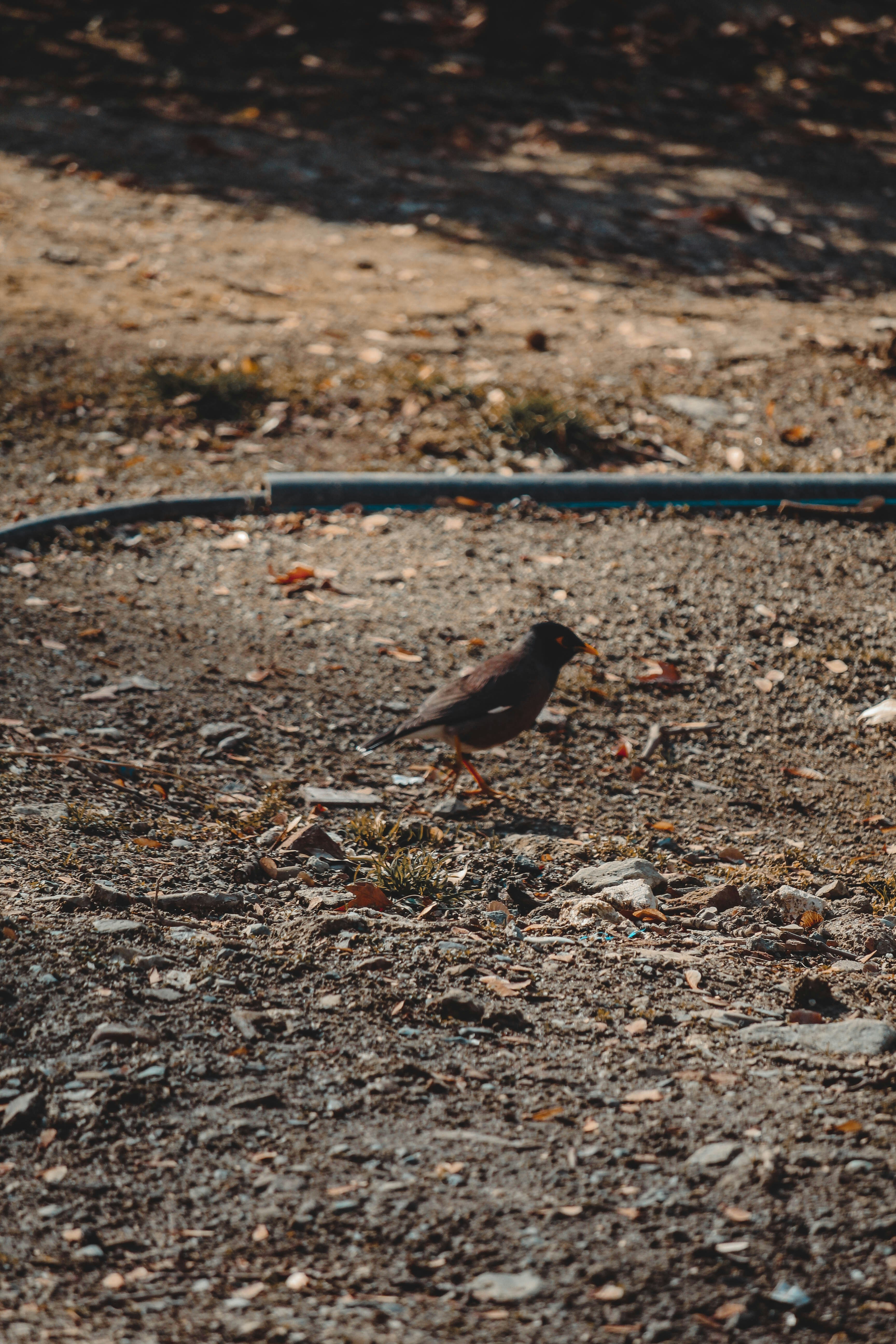Solitary Sparrow on a Gravel Stage Beneath a Curved Hose