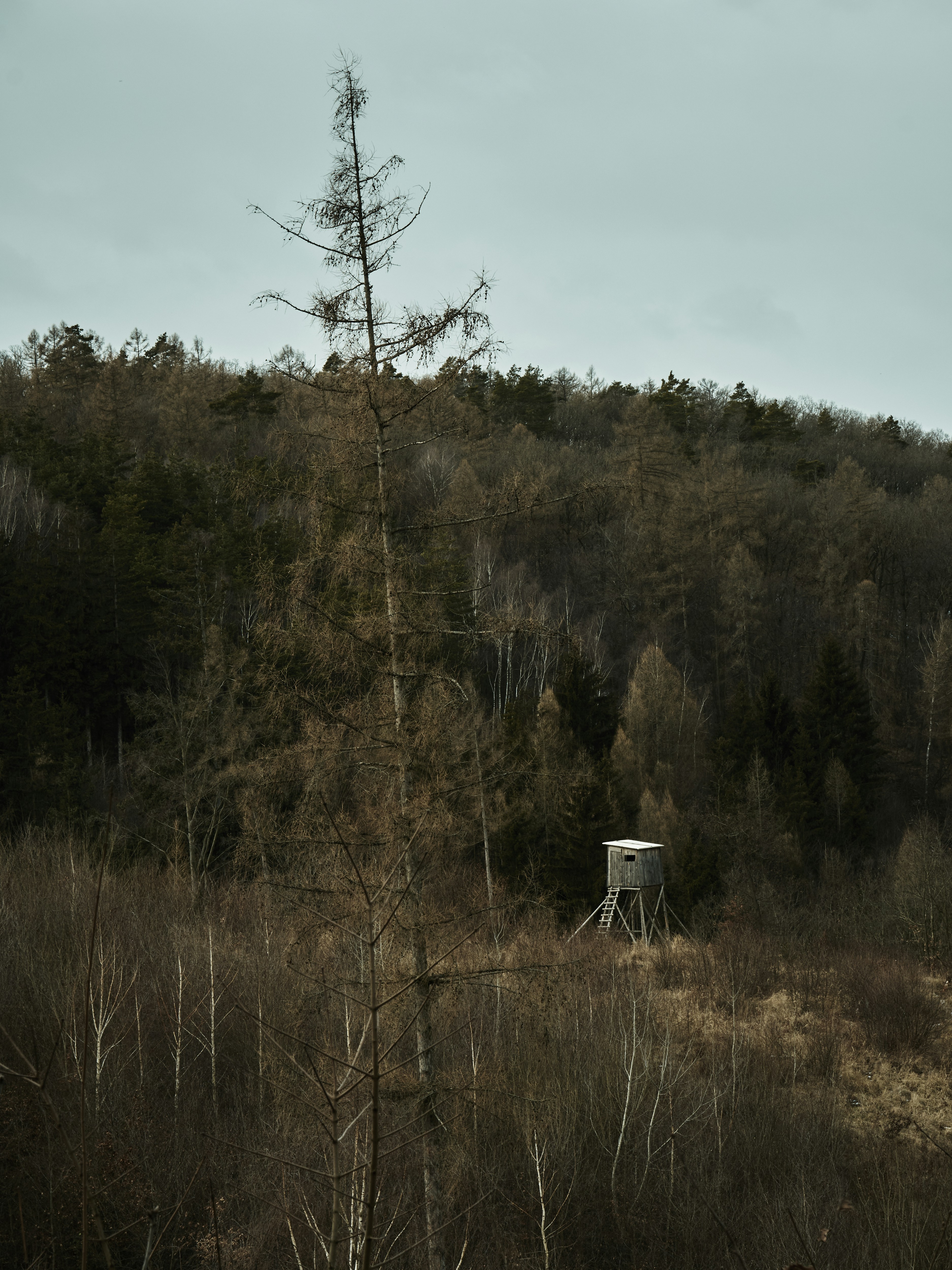 The Sentinel Above a Quiet Pines Forest