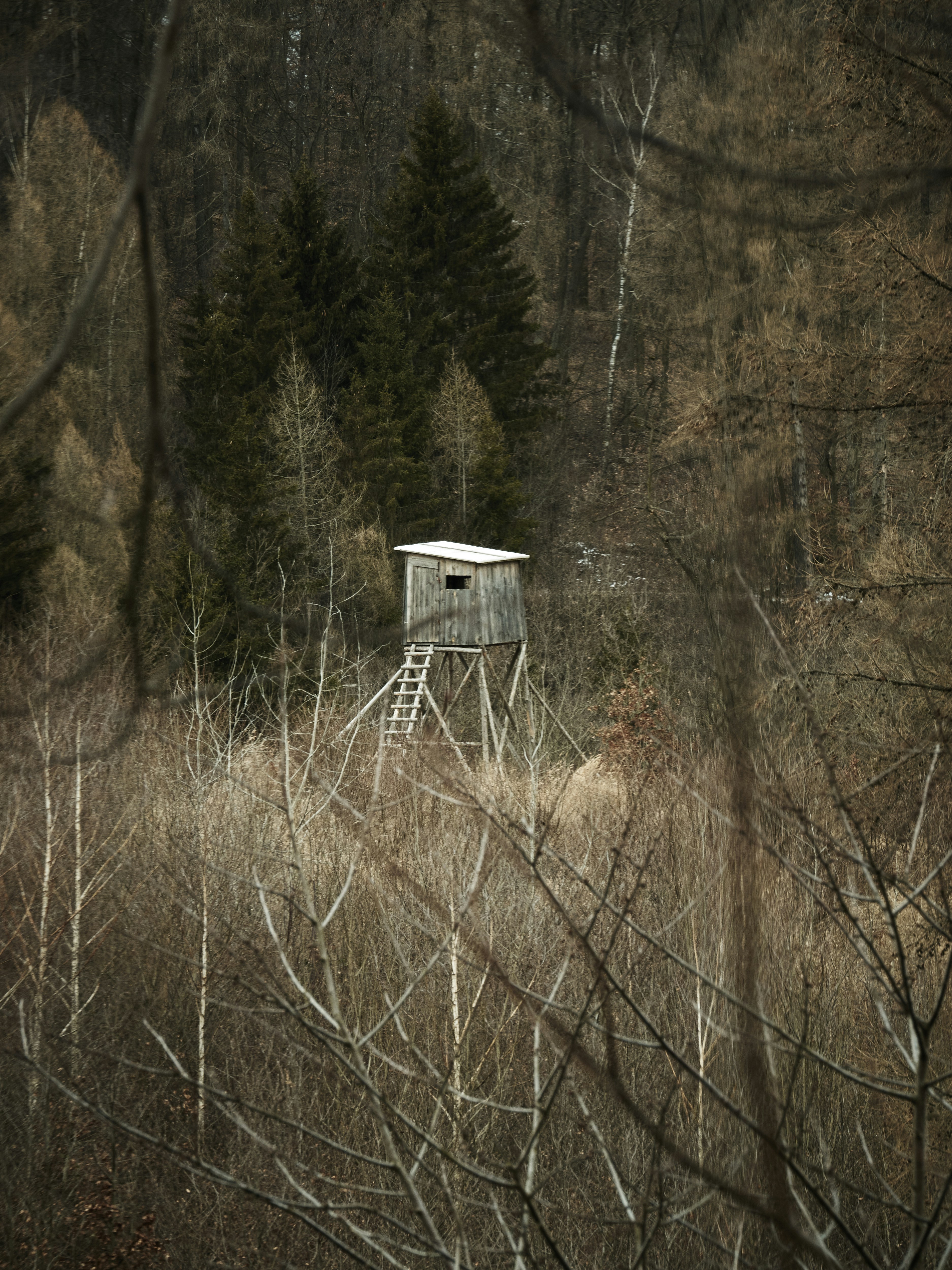Wooden lookout tower nestled among barren trees in a tranquil forest landscape.