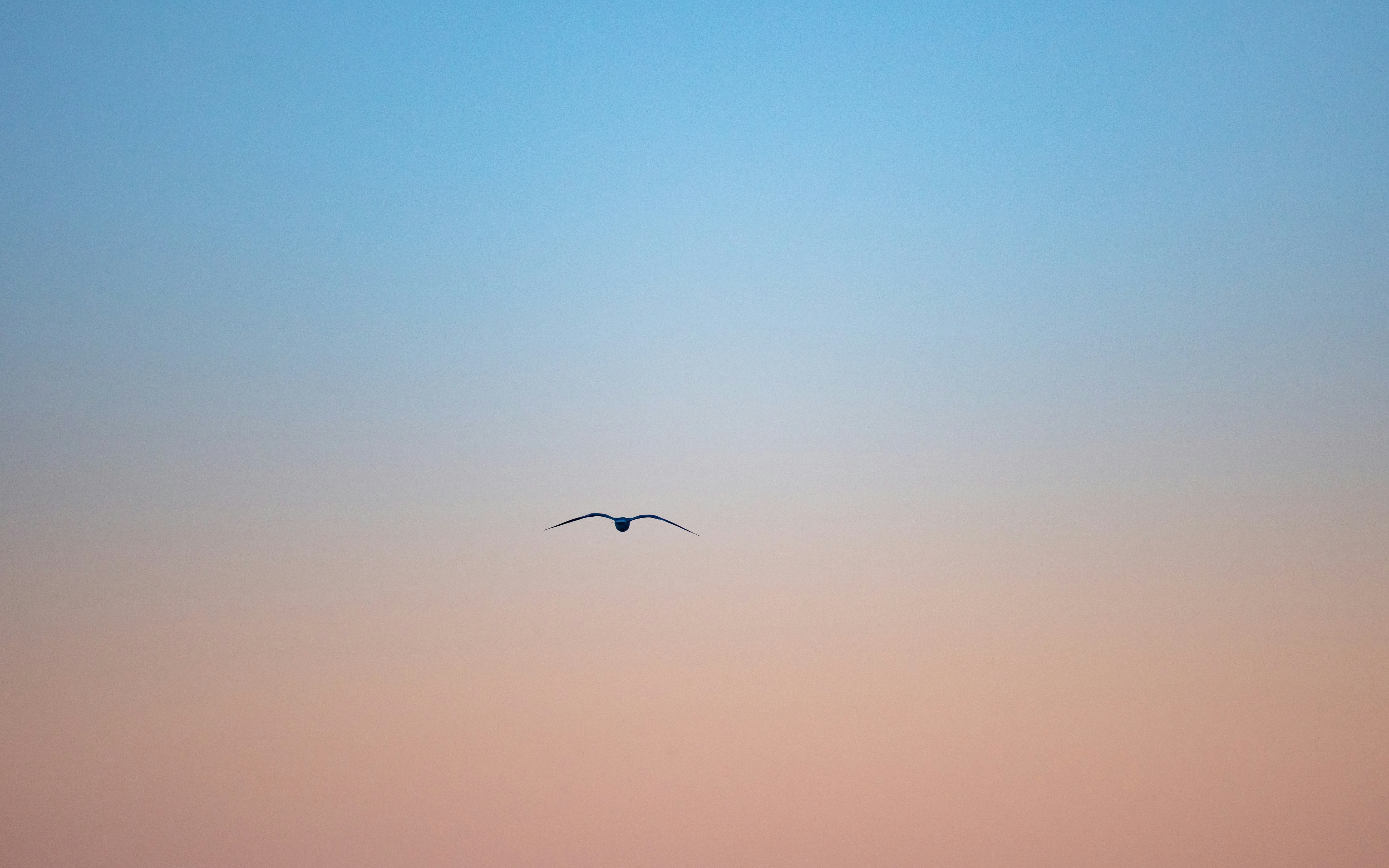 A solitary bird glides gracefully against a pastel sky, merging soft hues of blue and pink. The tranquil scene evokes a sense of freedom and peace.