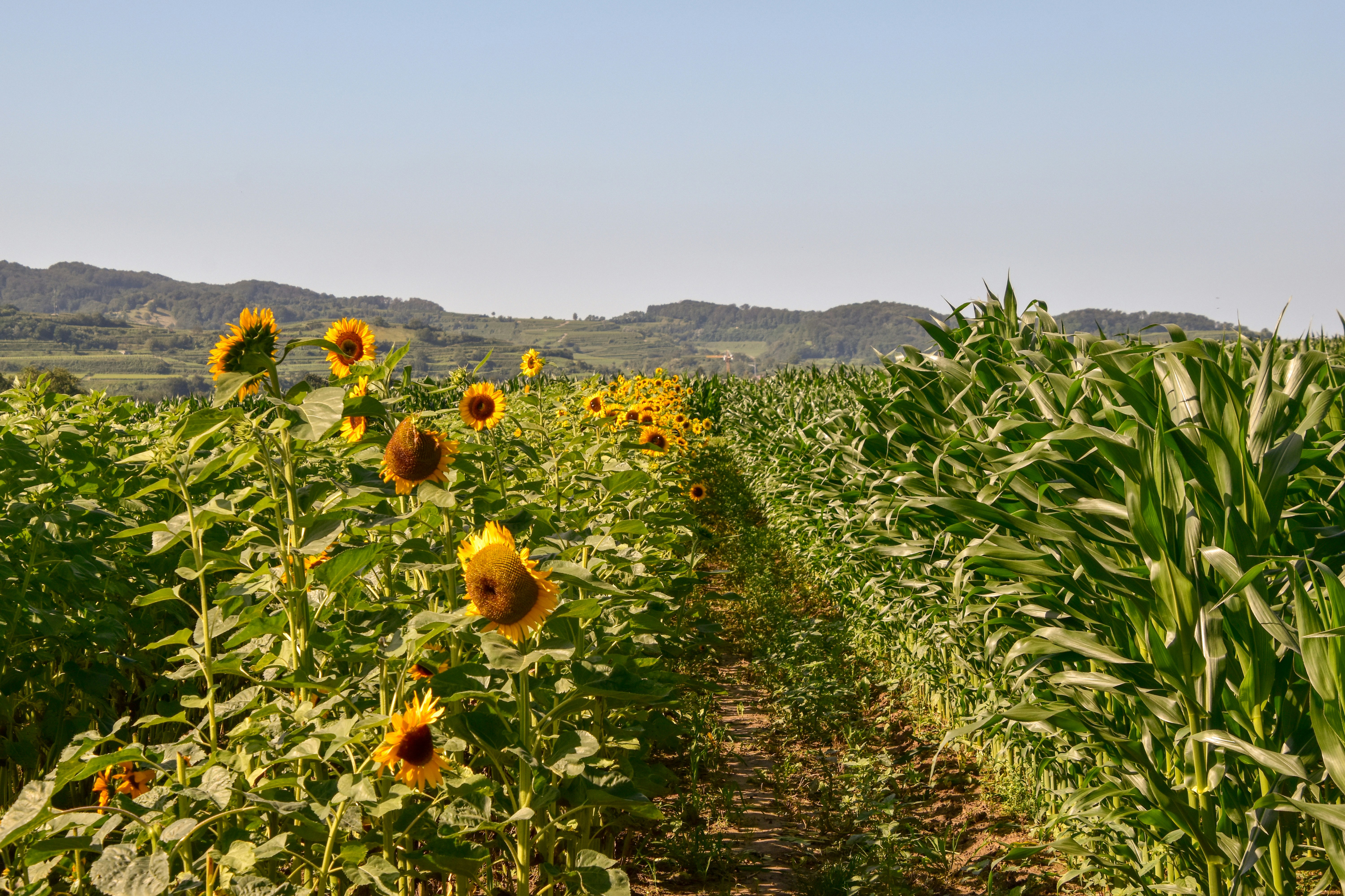 sunflower field in the near of black forest