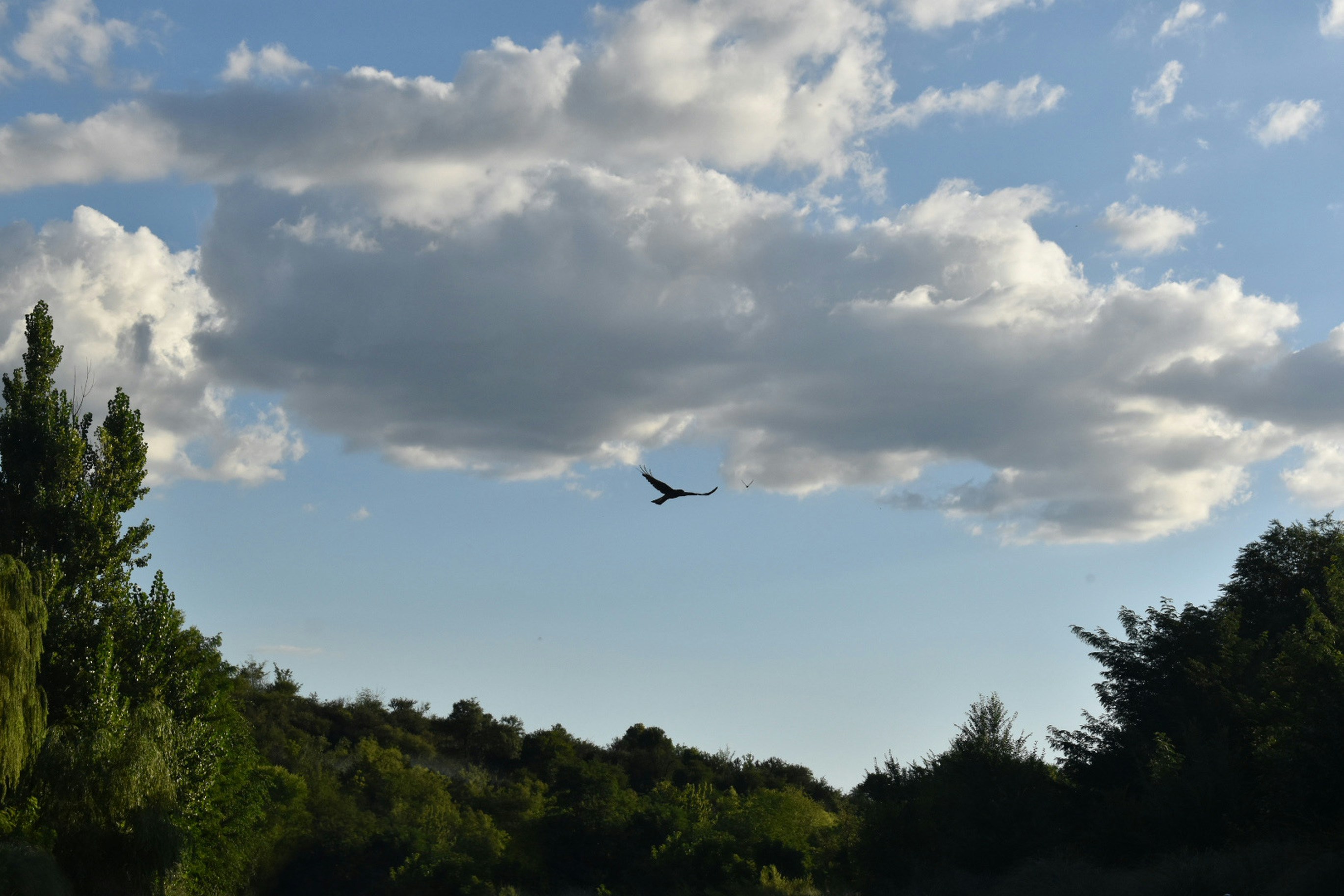A solitary bird glides gracefully against a backdrop of fluffy clouds and lush greenery, capturing the essence of freedom in nature.