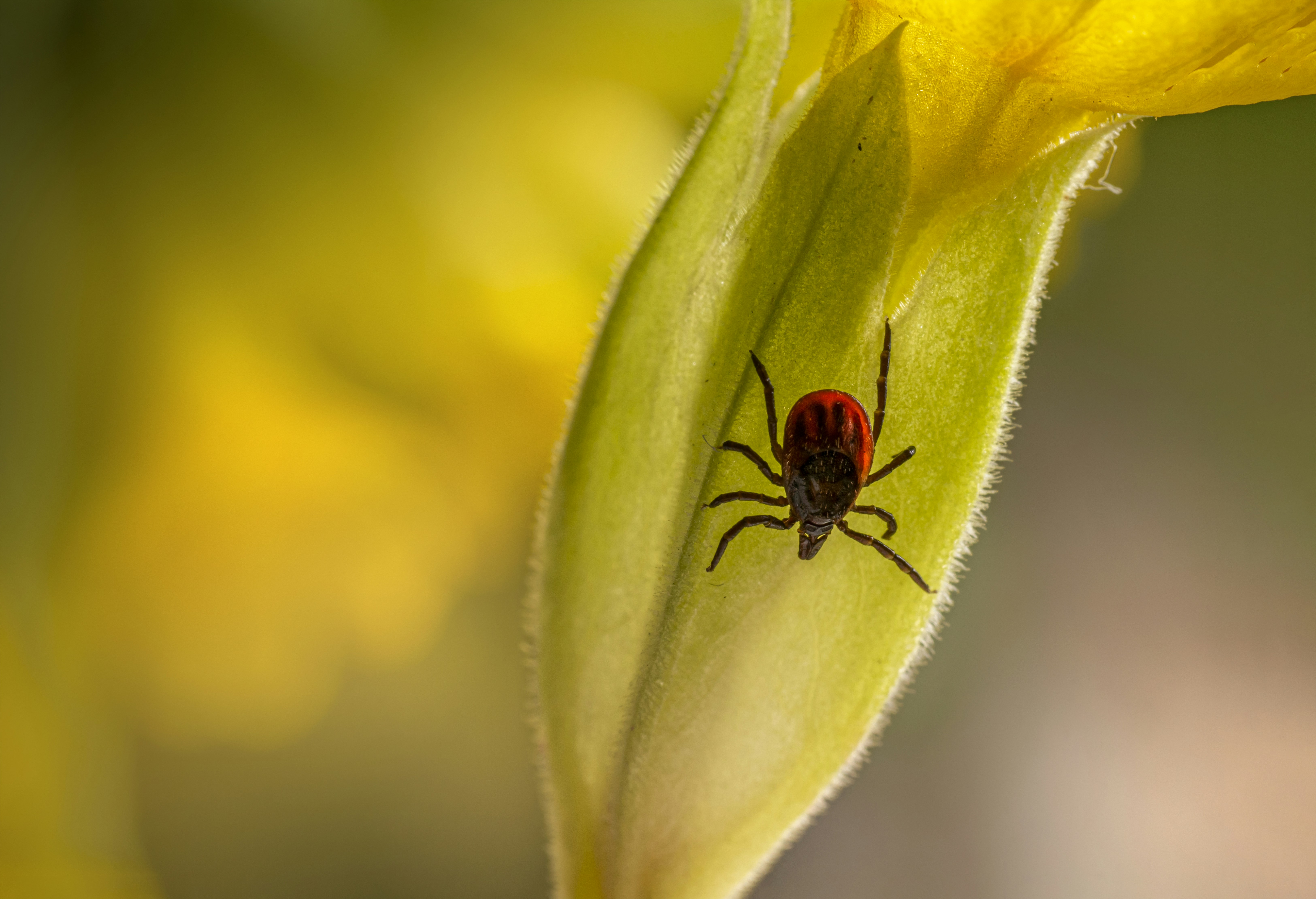 Une araignée rouge assise au sommet d’une feuille verte photo – Photo ...
