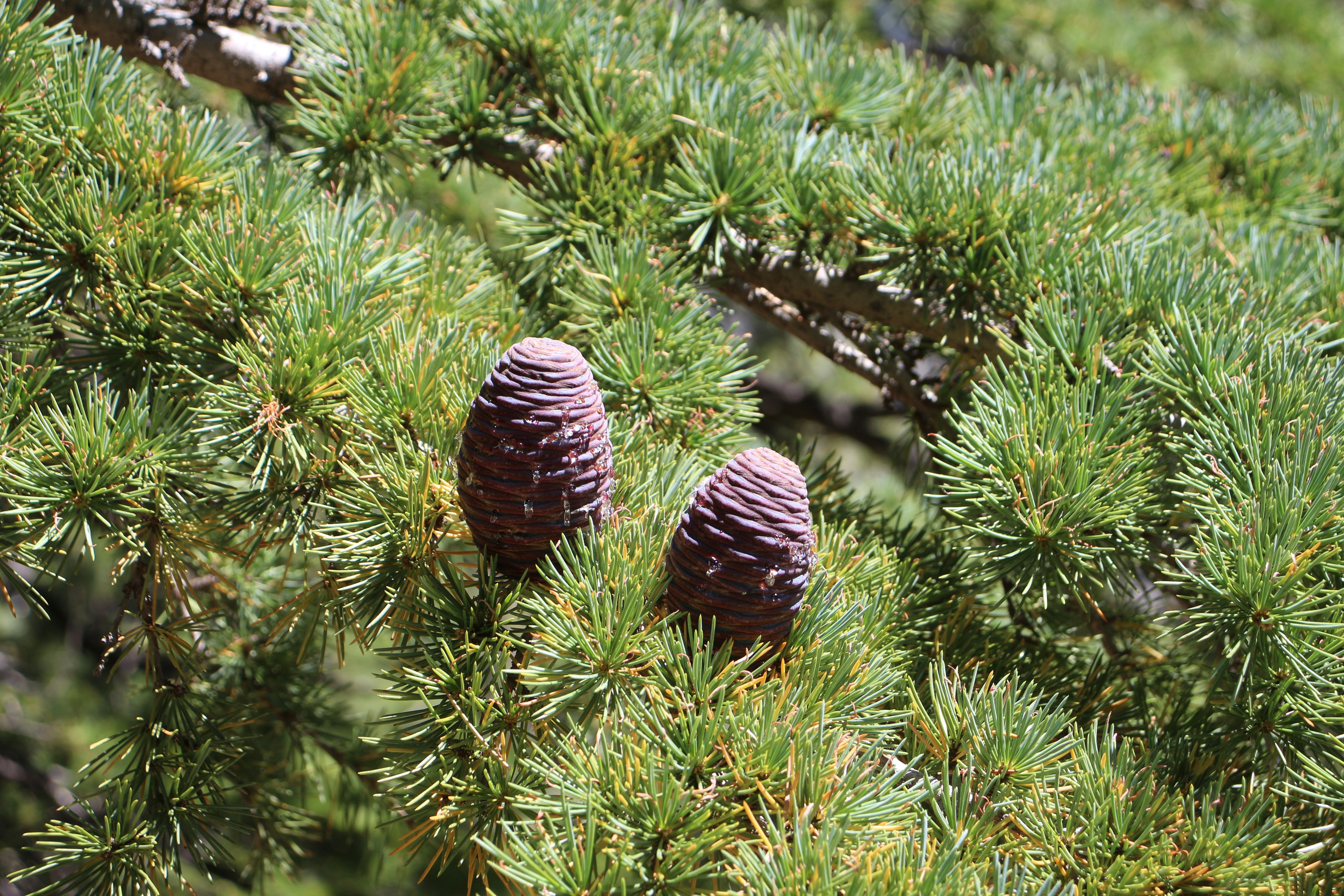 Two pine cones sitting on top of a pine tree photo – Free Chitral gol ...