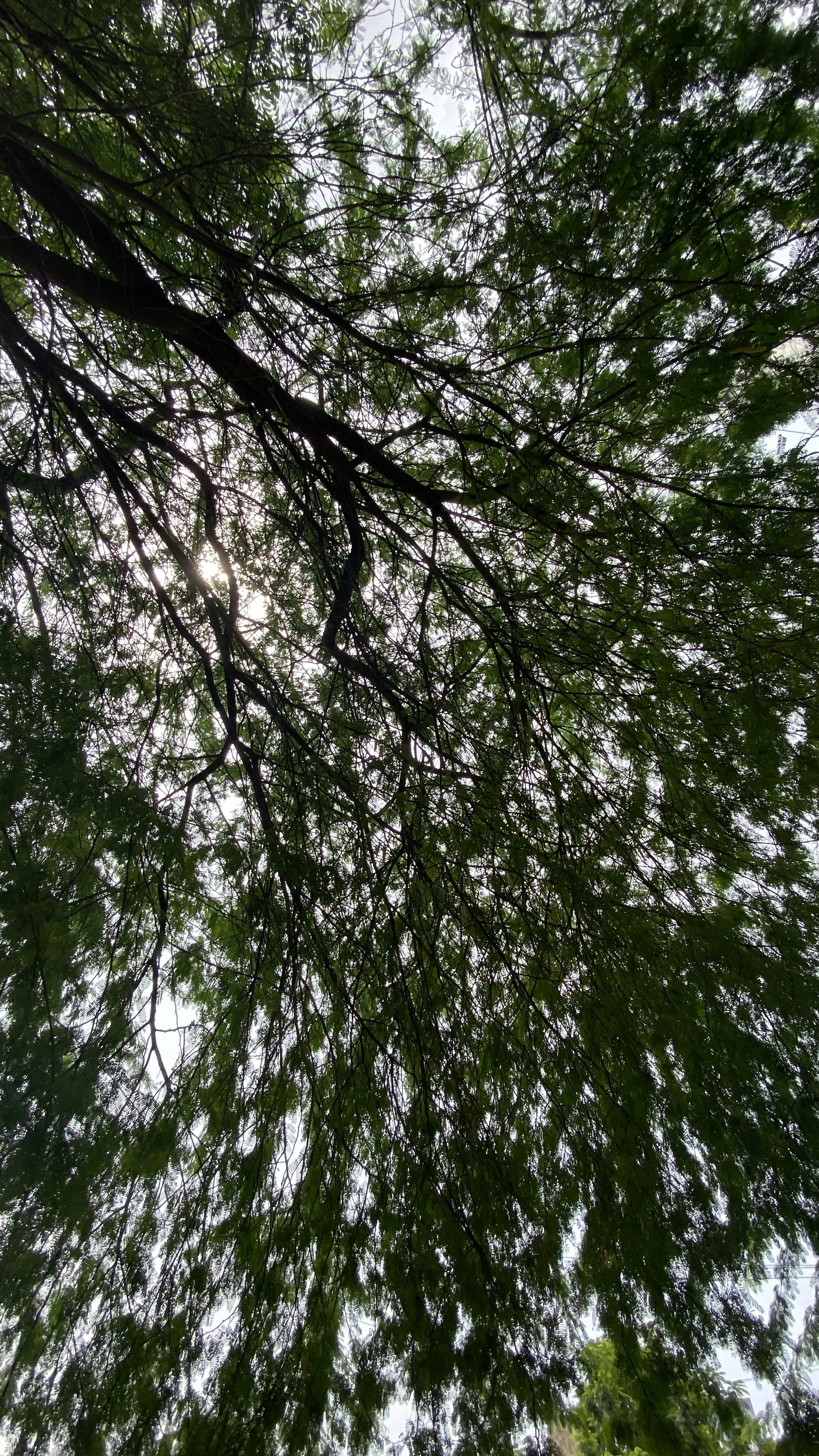 looking up into the canopy of a tall tree