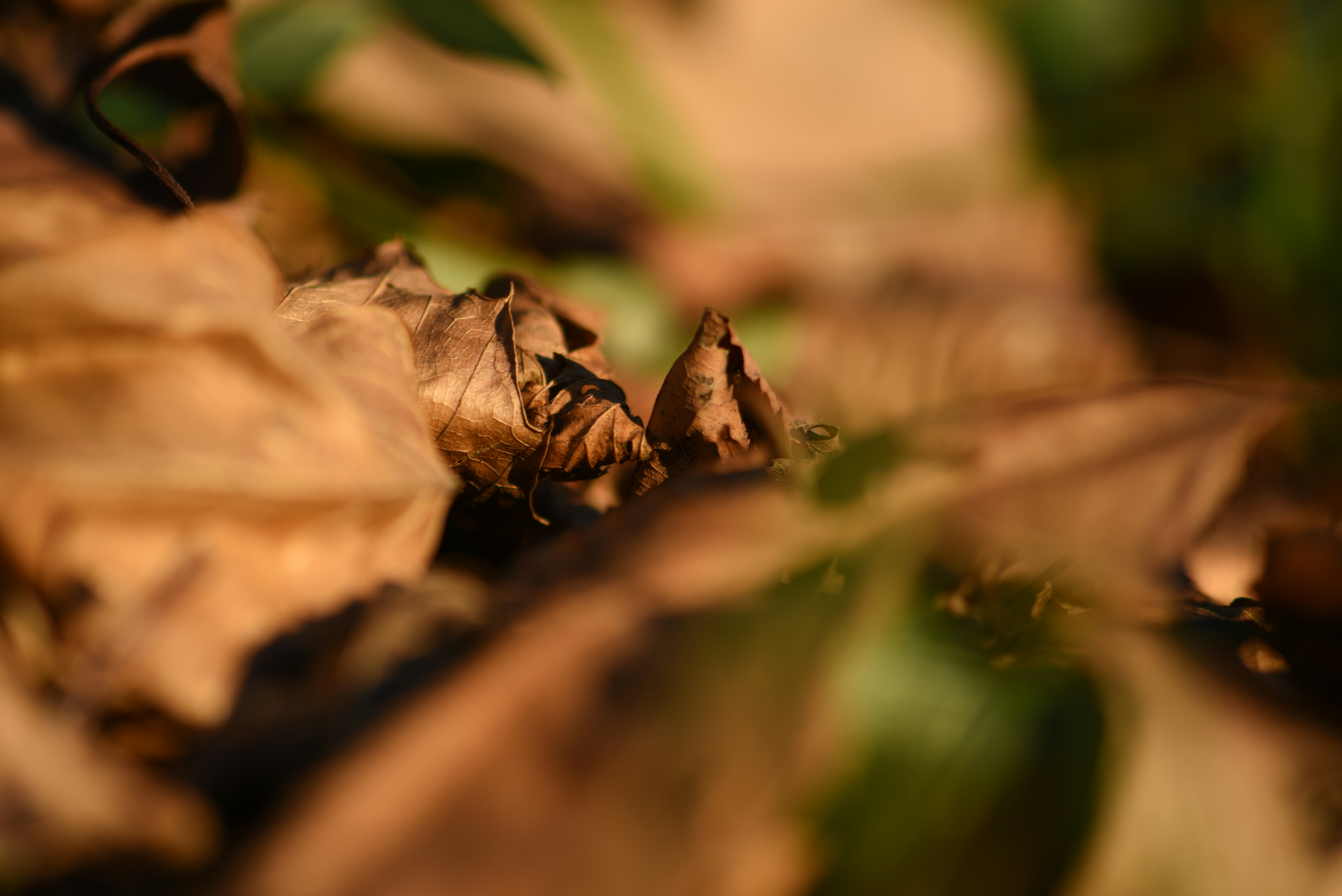 a blurry photo of leaves on the ground