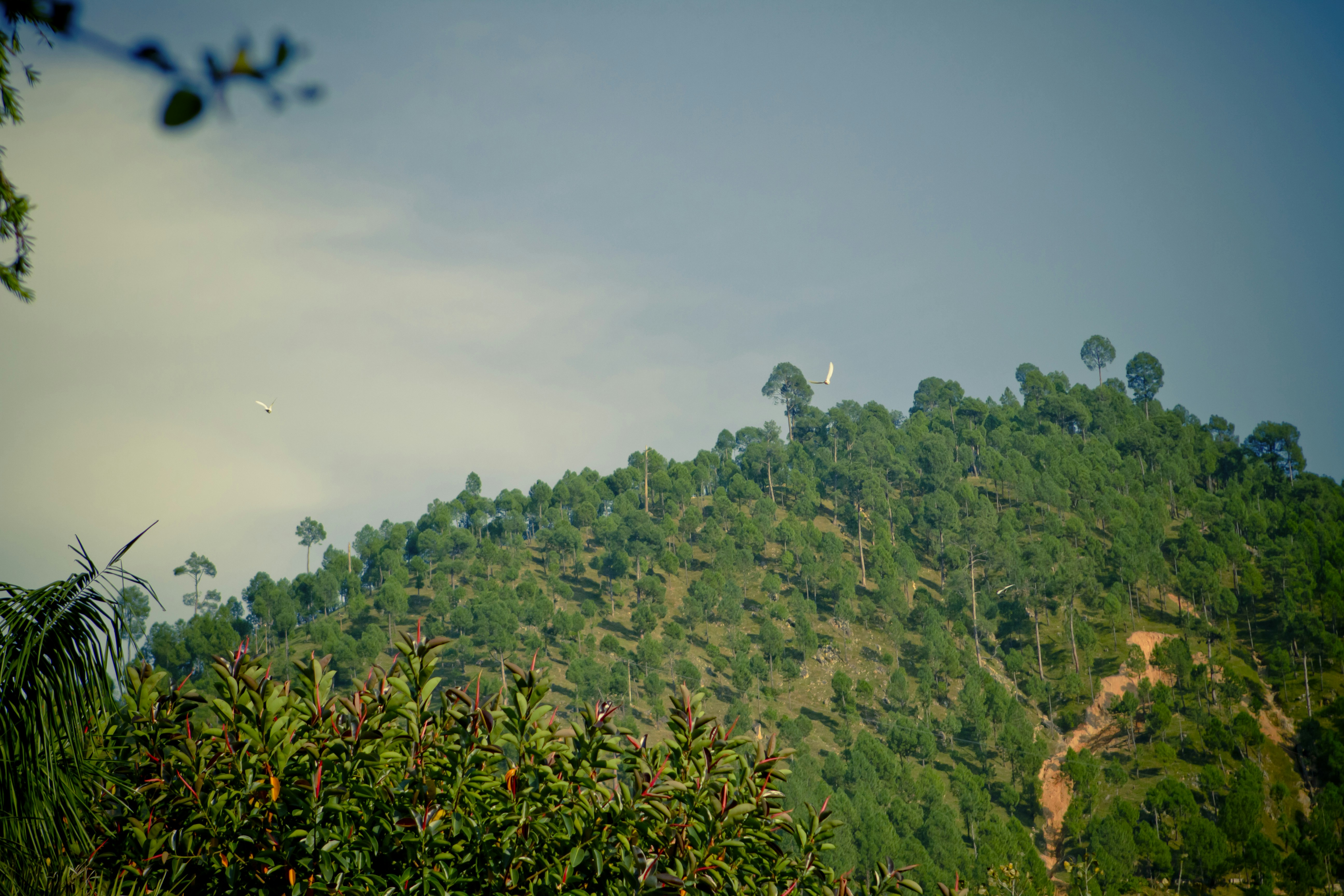 Lush green hillside dotted with trees under a soft sky, hinting at distant movement. A serene landscape captures the essence of tranquility.