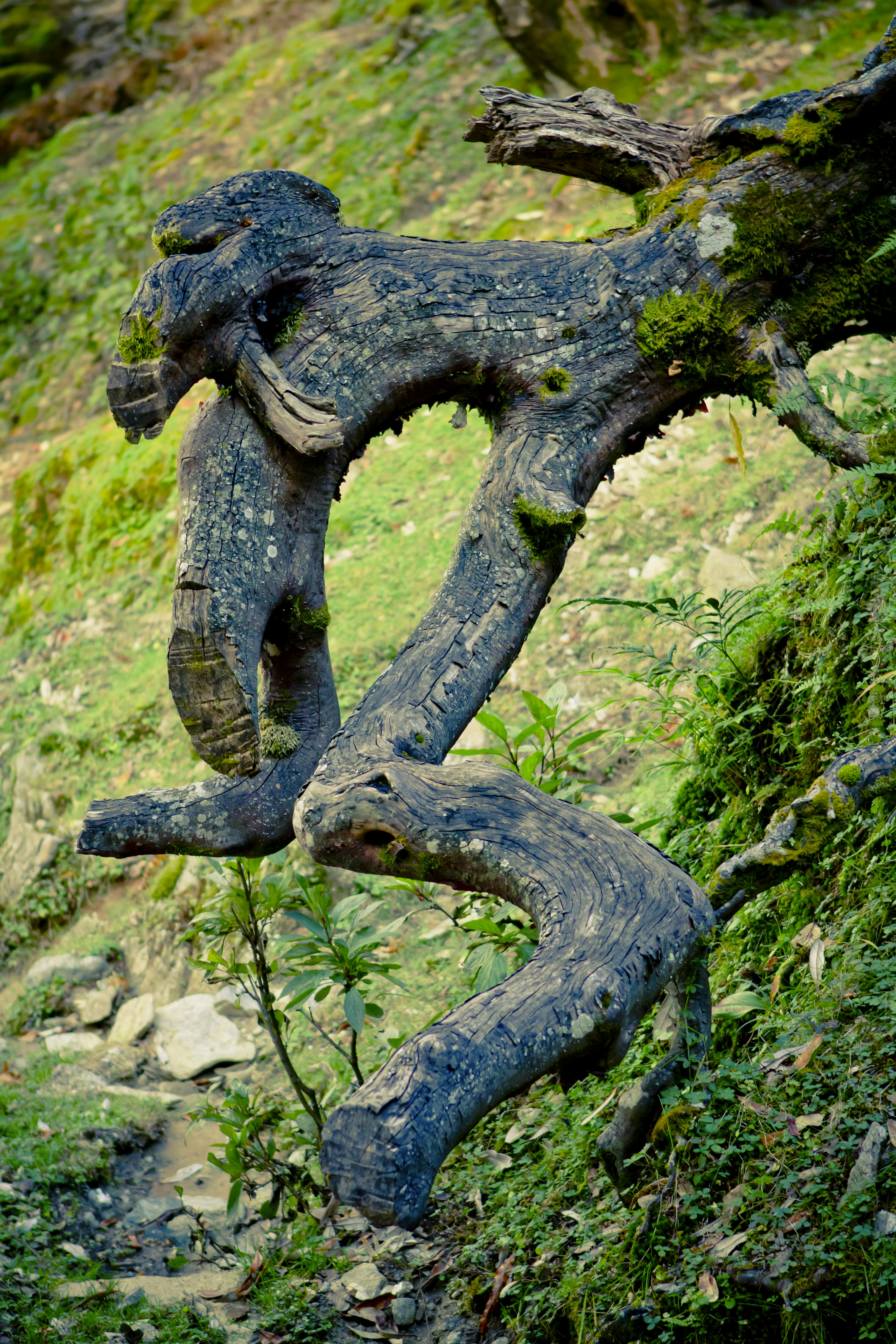 Intricately twisted tree branch resembling a mythical creature, surrounded by lush greenery. The unique formation invites exploration and imagination.