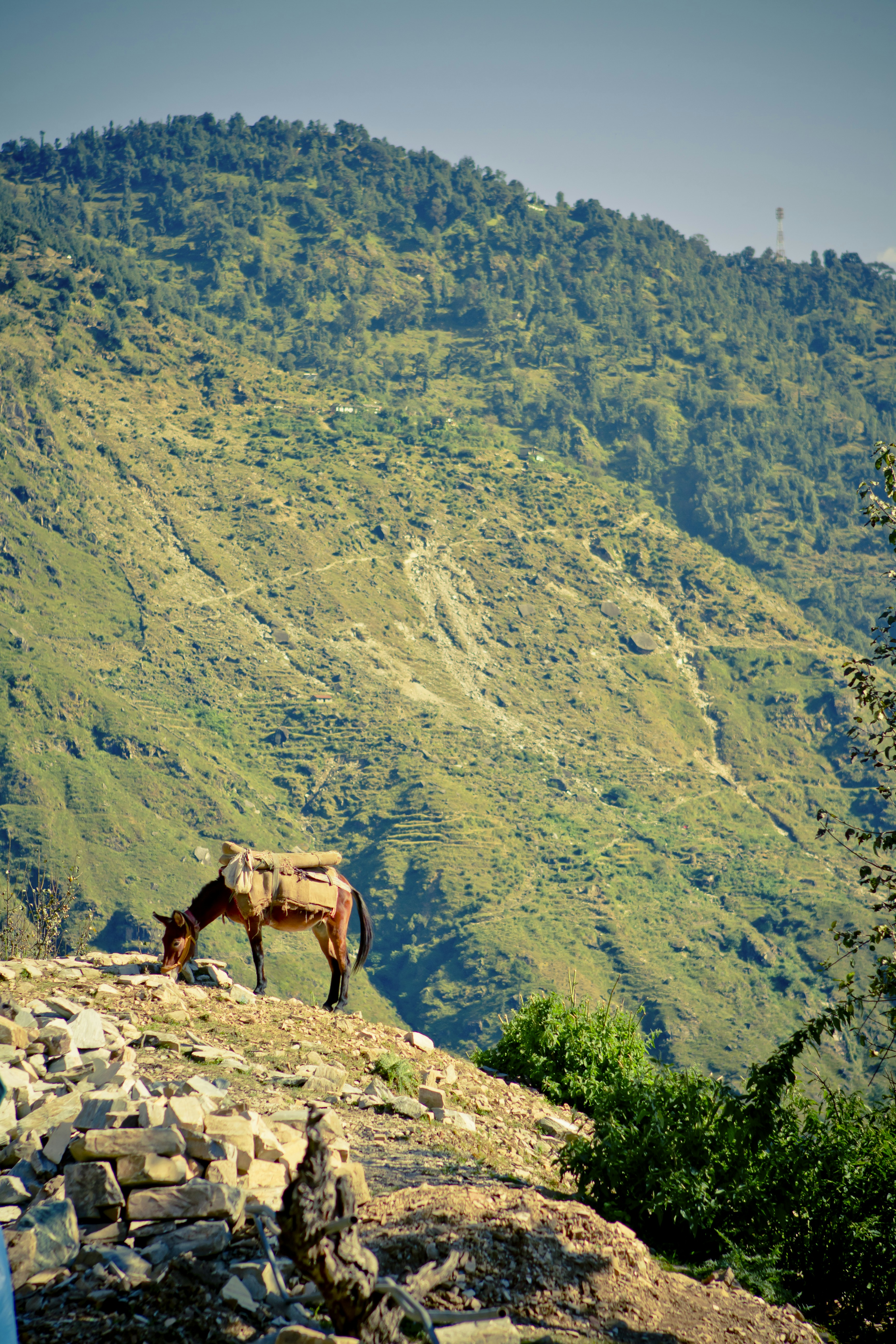 Grazing on the Ridge: A Lone Horse Against a Terraced Alpine Slope