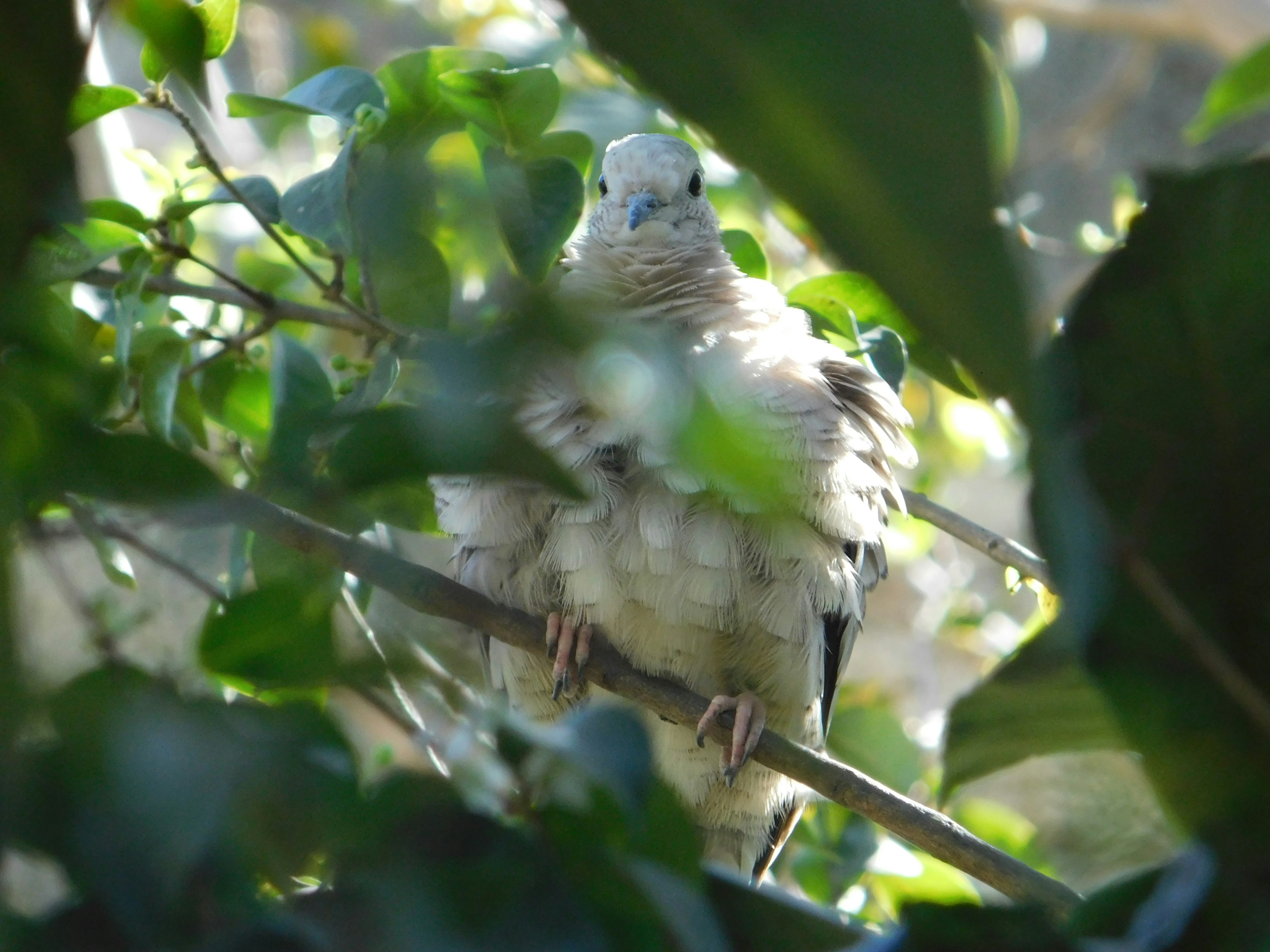 Dappled Light on a Pale Pigeon Perched Among Green Foliage