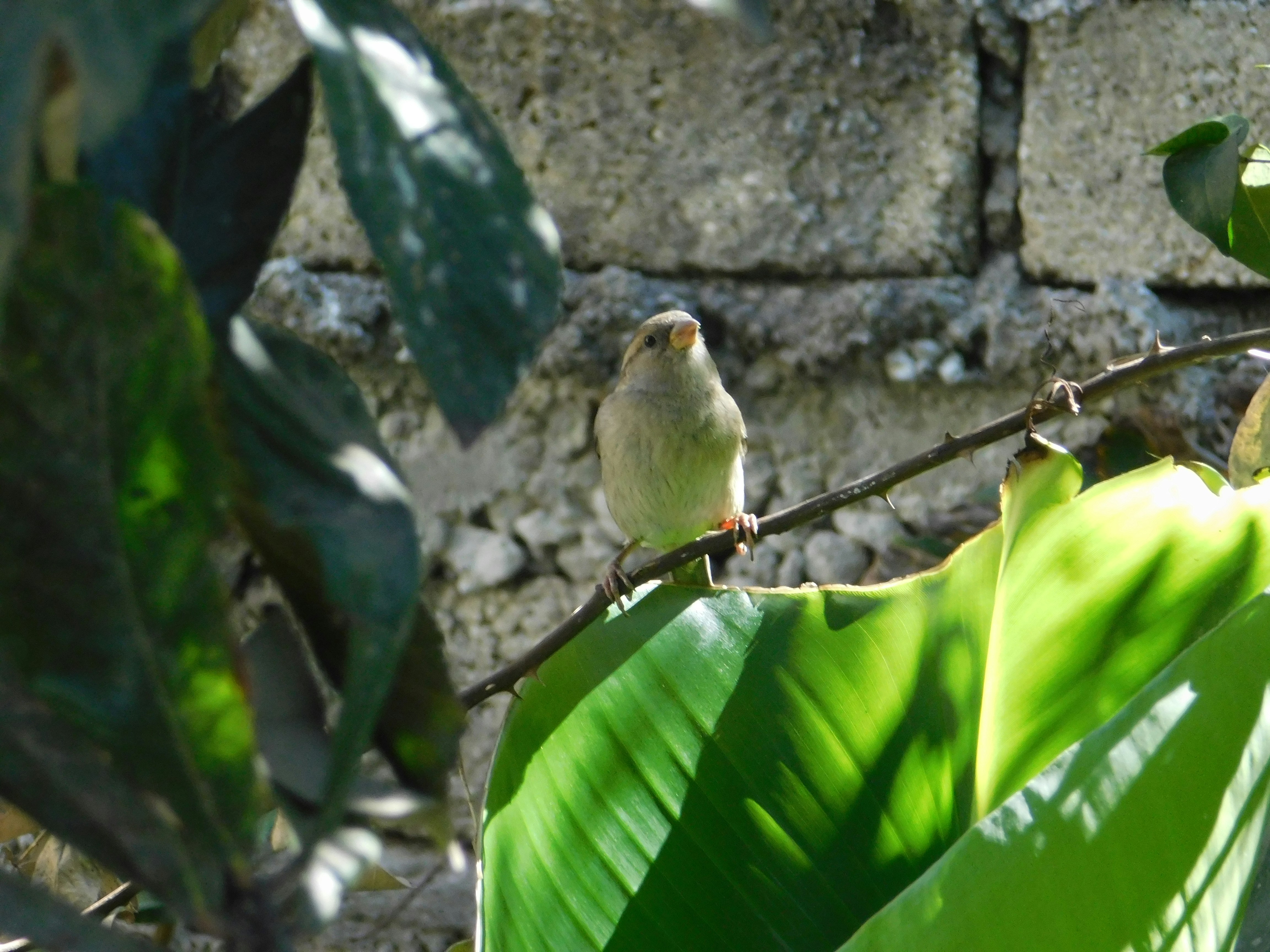 a small bird perched on a tree branch
