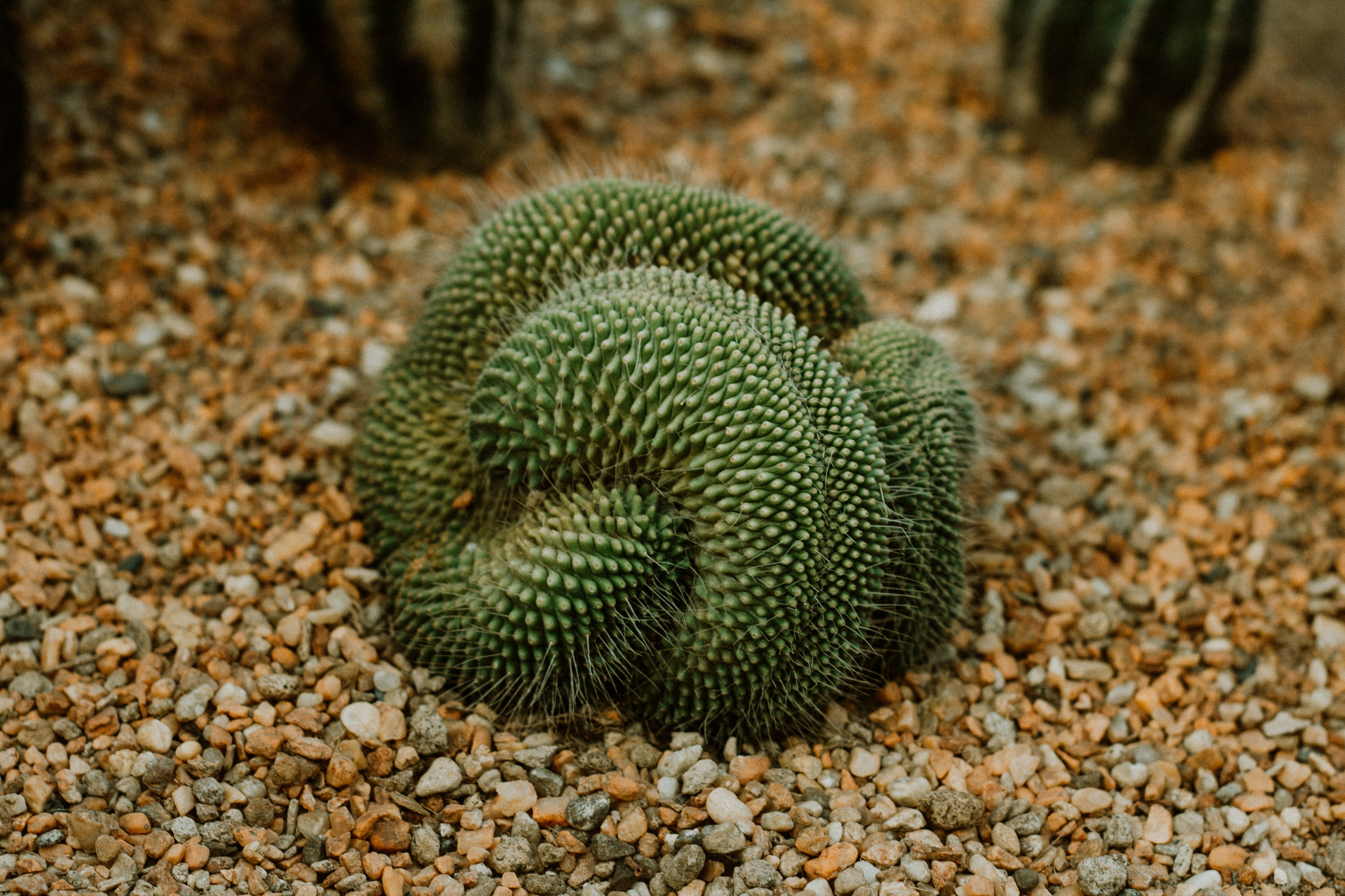Spiral Crown Among Pebbles