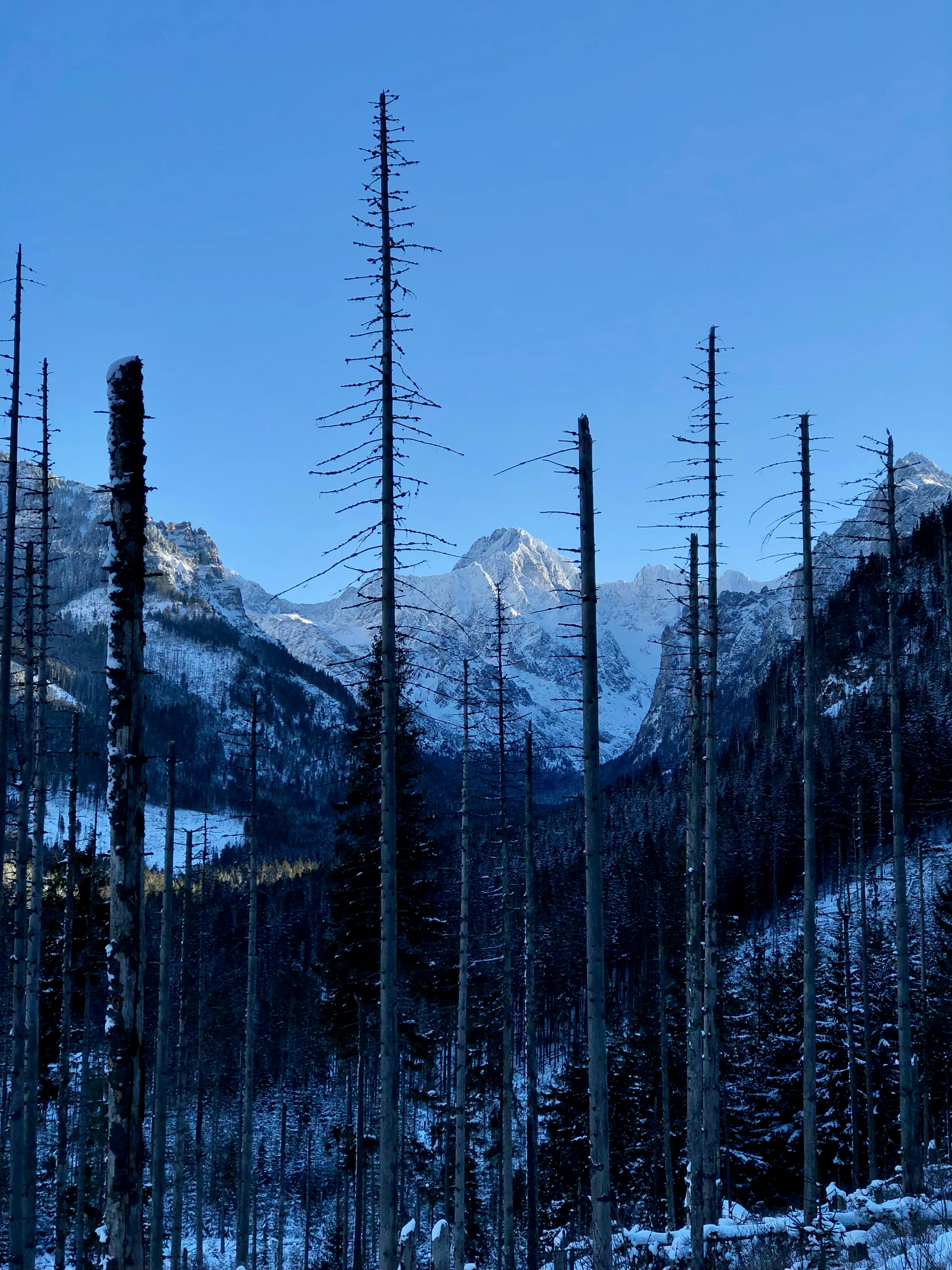A forest filled with lots of tall pine trees photo – Free Plant Image ...