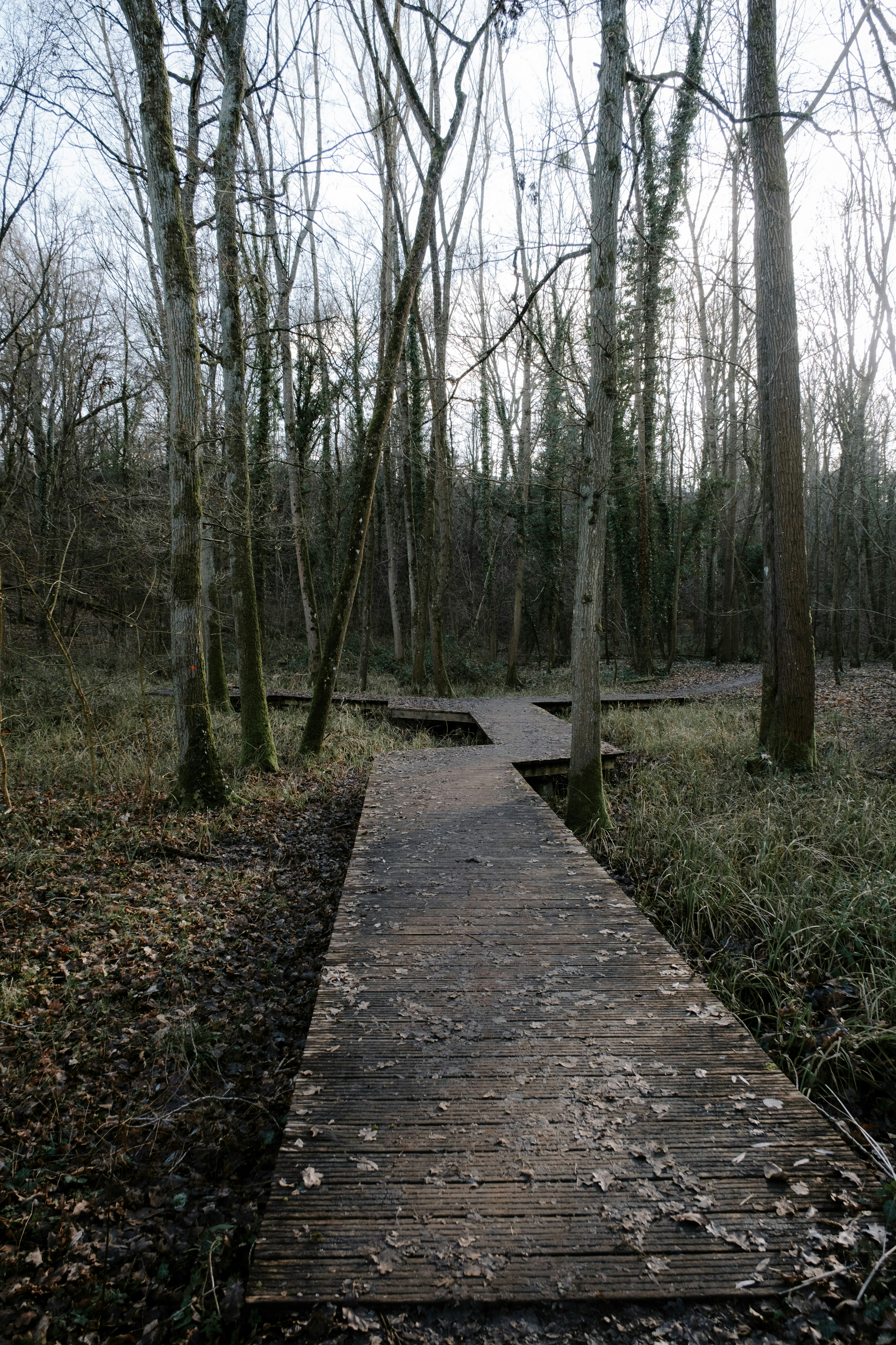 Wooden pathway winding through a tranquil forest, surrounded by tall trees and sparse underbrush. Soft light filters through the canopy.