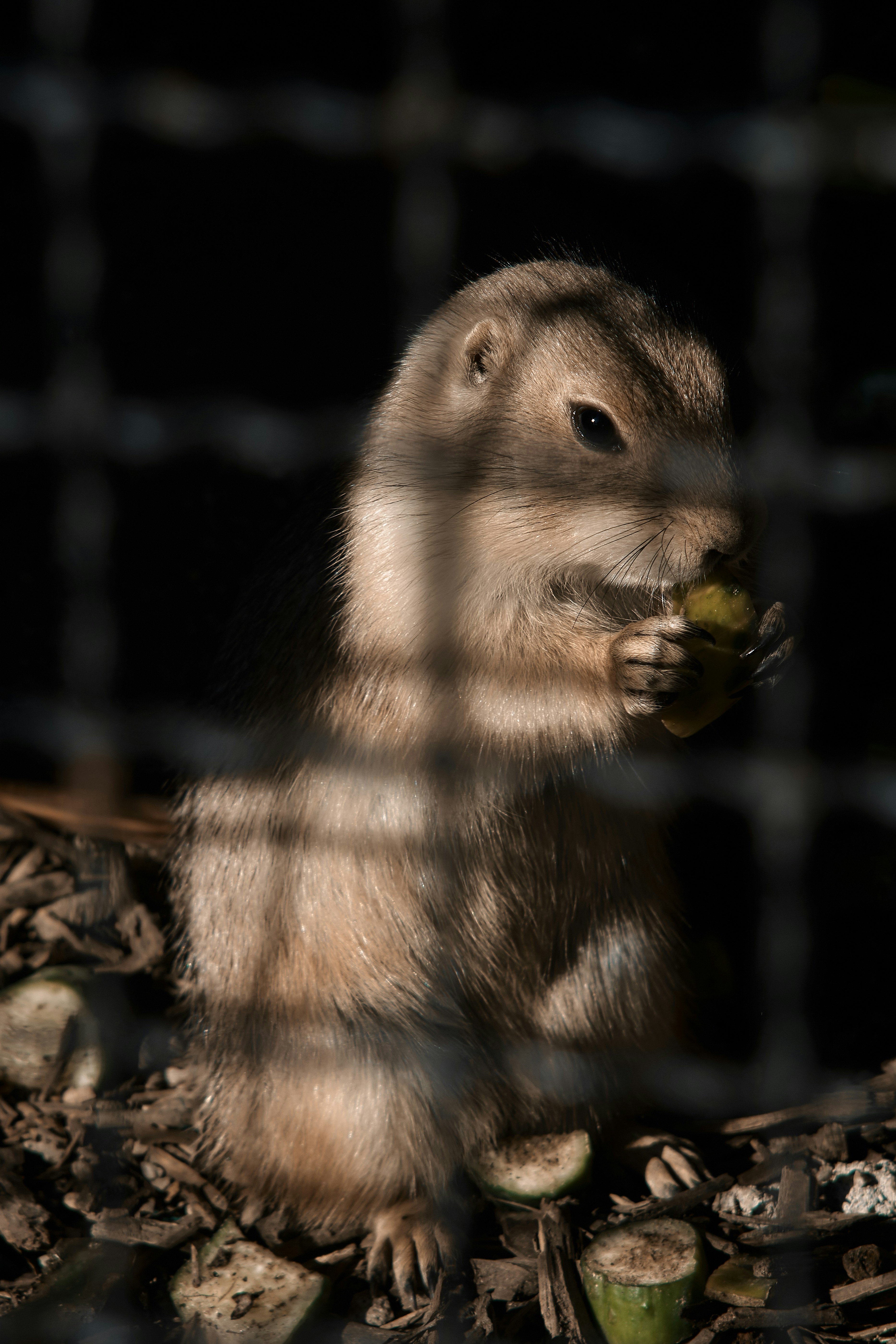 A rodent eating an apple behind a fence photo – Free Rodent Image on ...