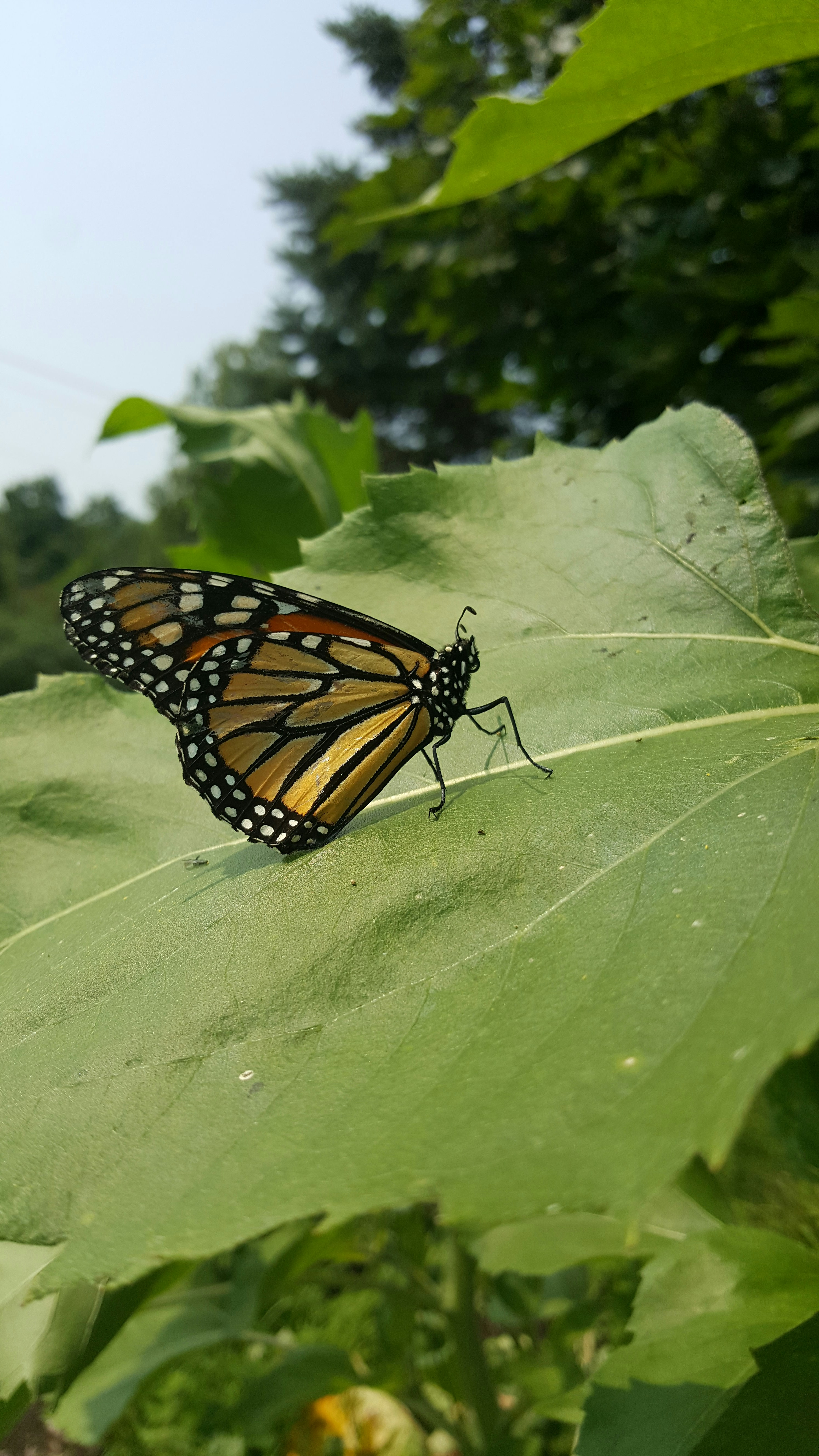Monarch in Morning Light: Delicate Wings on a Green Leaf