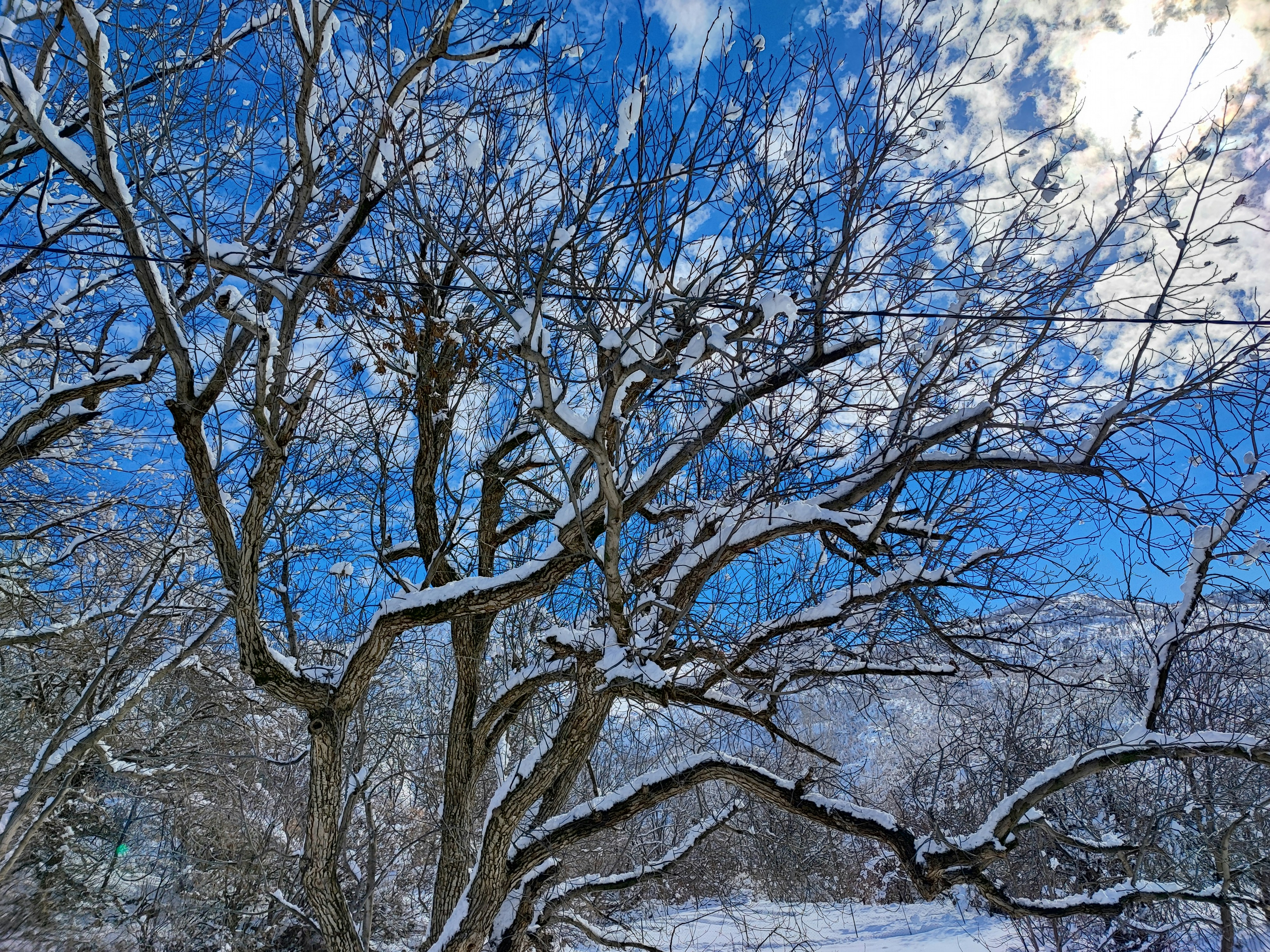 Snow-laden branches stretch against a vibrant blue sky, revealing the intricate patterns of nature in winter's embrace.