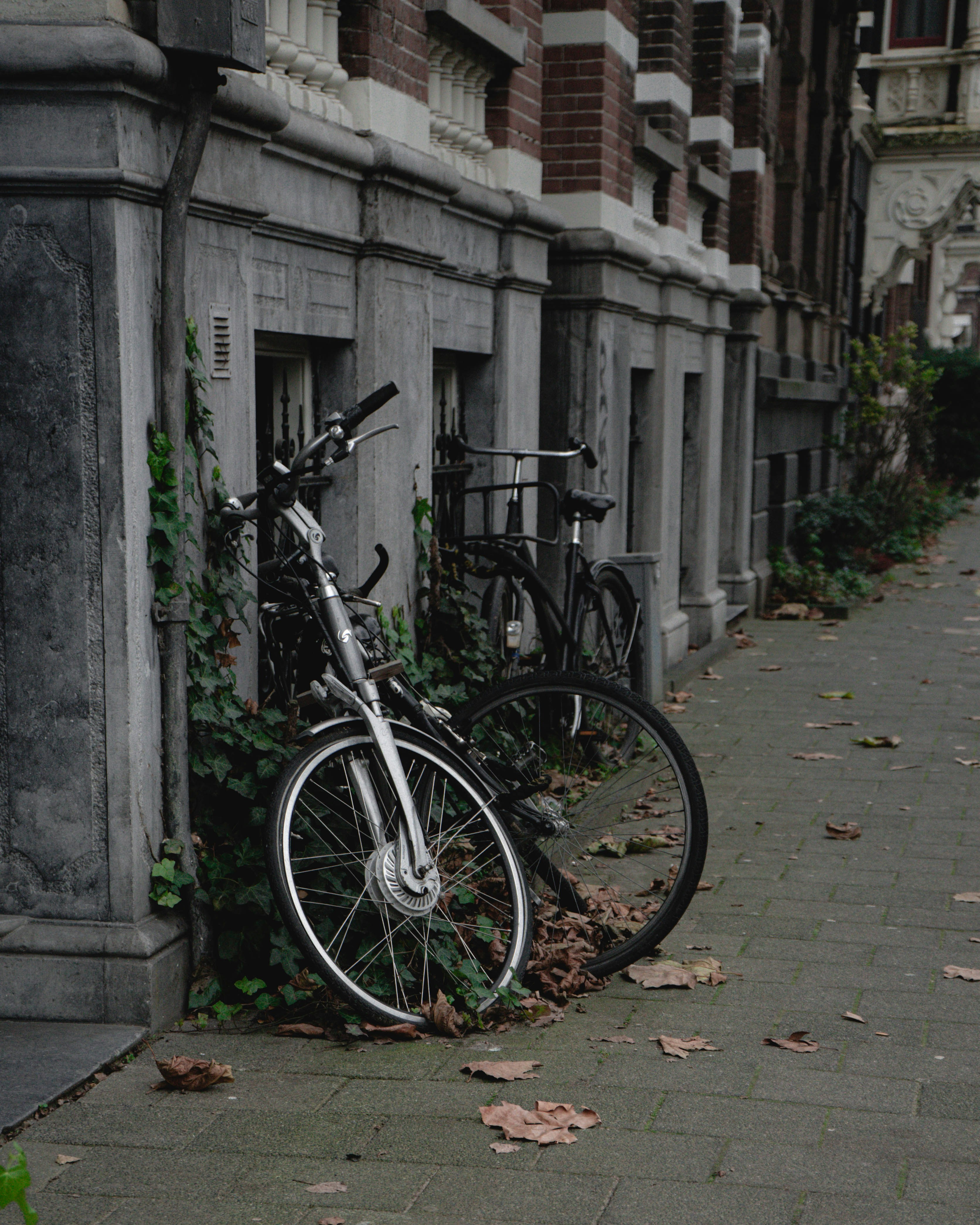 Two bicycles leaning against a wall, partially covered by creeping ivy, on a cobblestone street lined with autumn leaves.