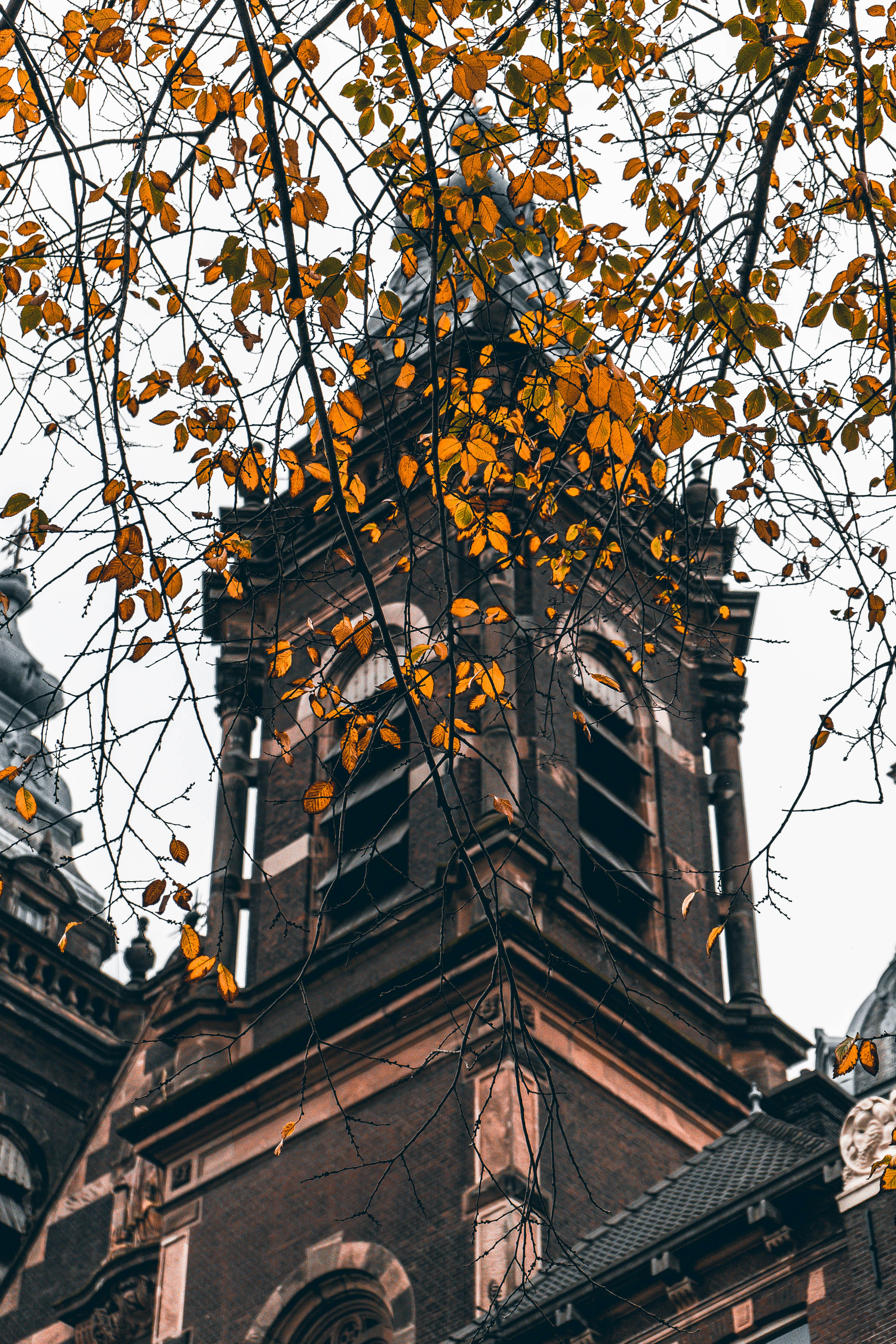 Autumn Veil Framing a Brick Bell Tower