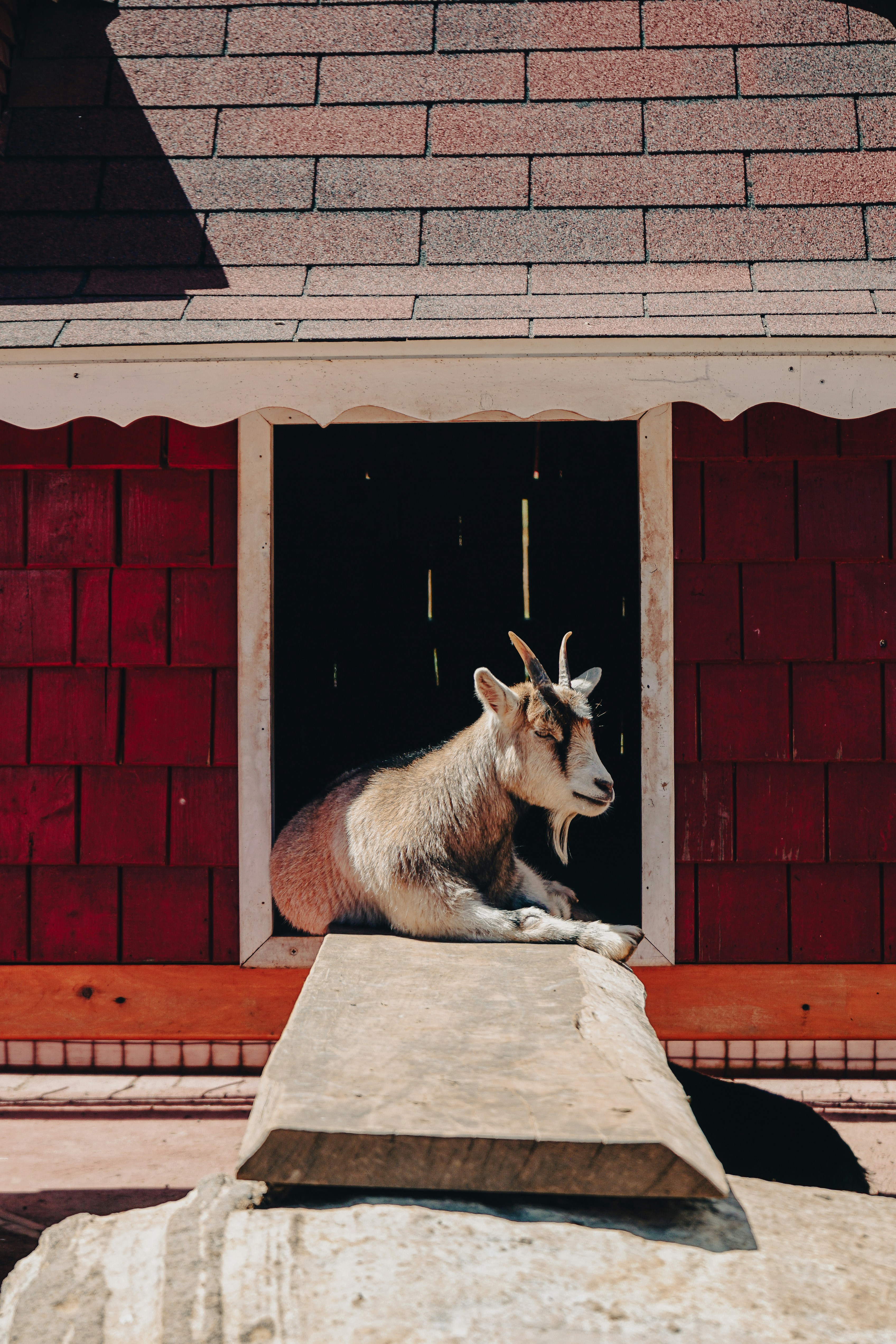 Goat at the Threshold: Sunlit Moments in a Red Barn