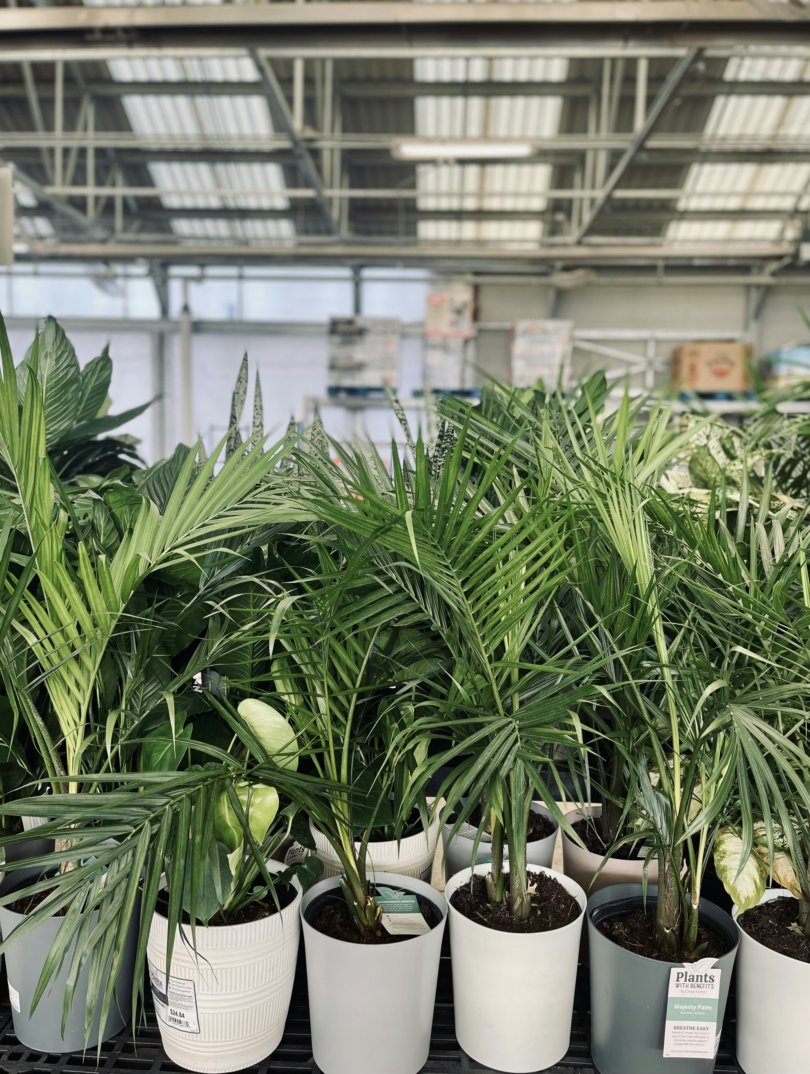 Aisle of palms under industrial light: lush greens in a warehouse greenhouse