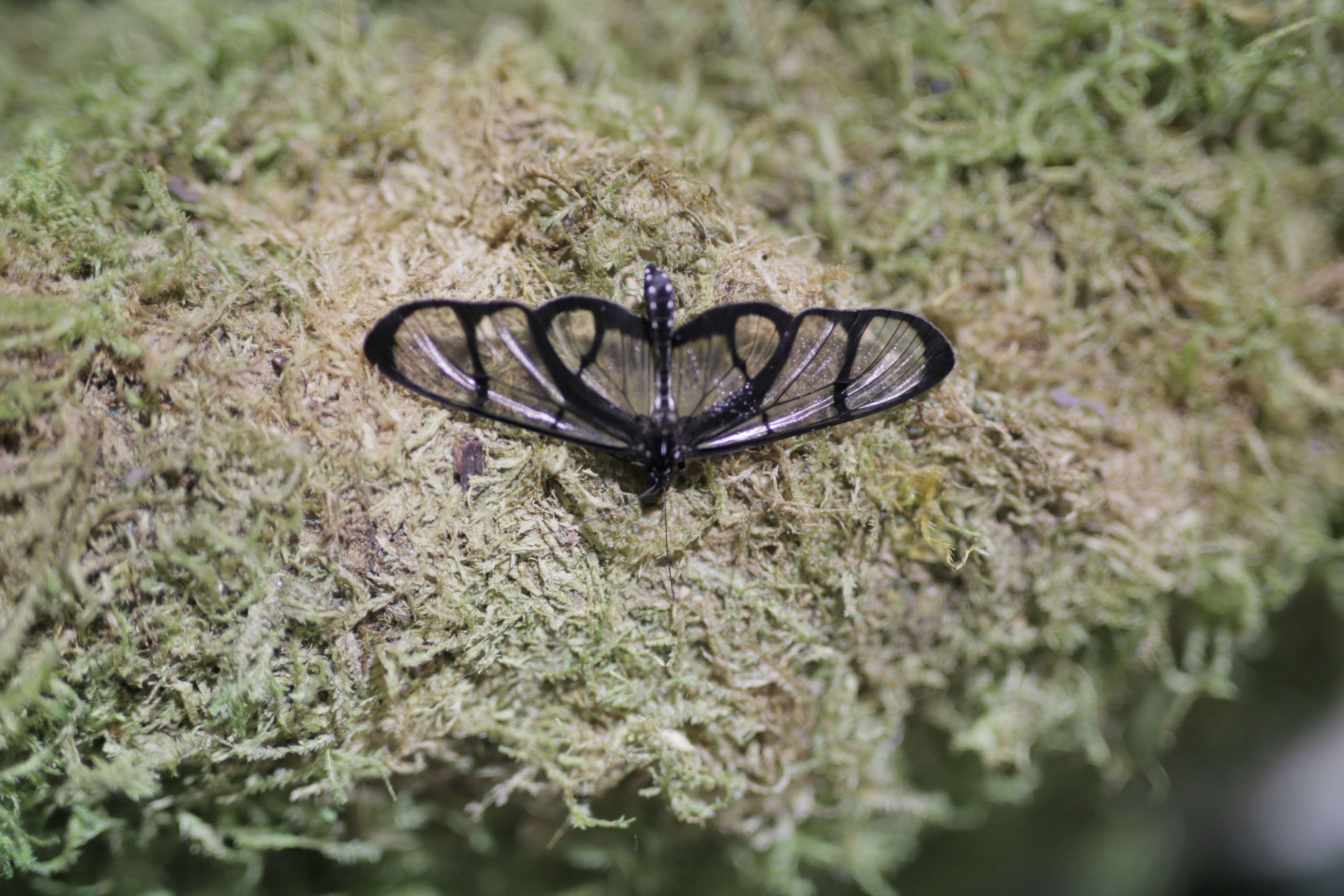 A black and gray insect sitting on top of a moss covered ground photo ...