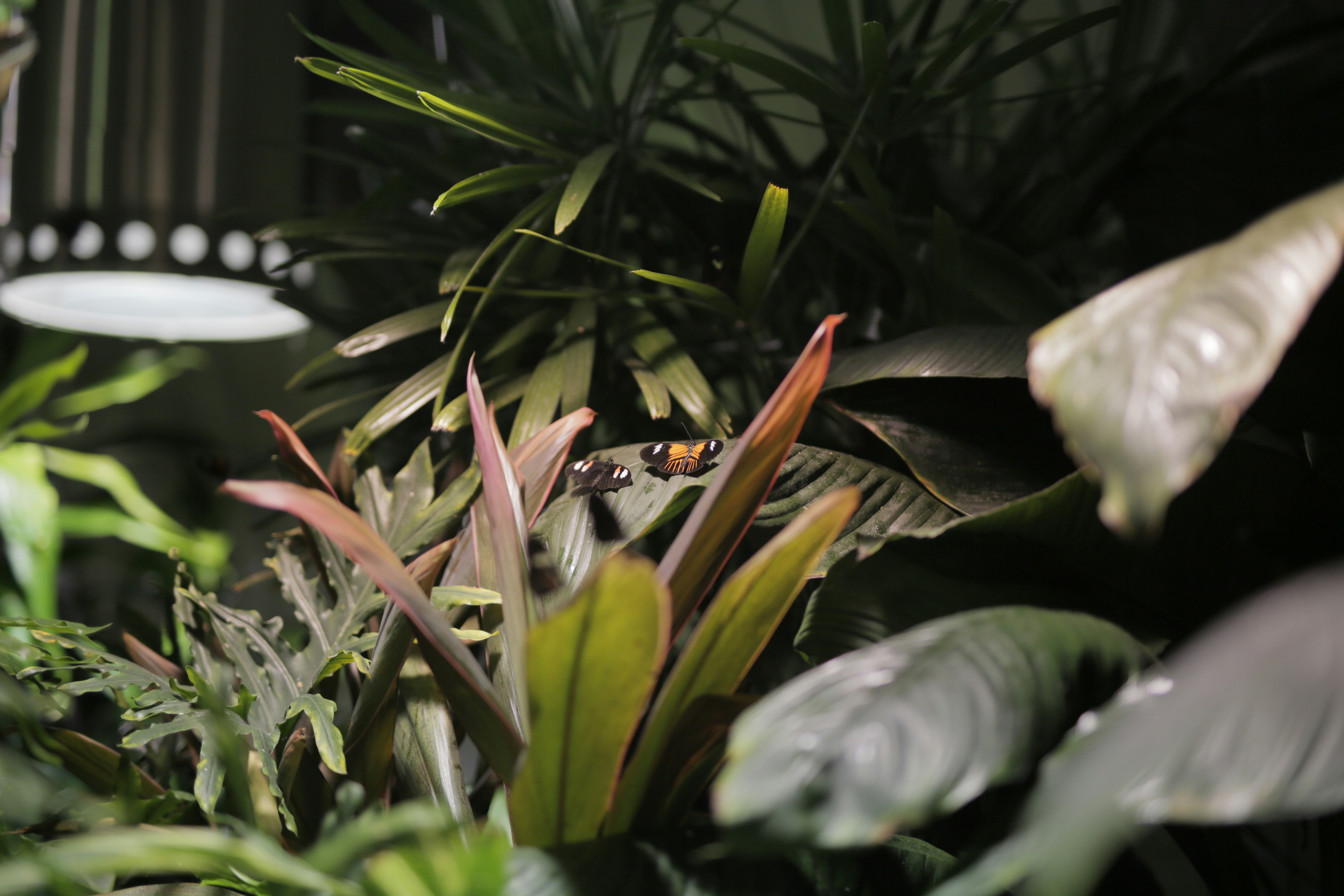 A butterfly delicately perched among lush green foliage, showcasing the intricate details of its wings against a vibrant backdrop of tropical plants.