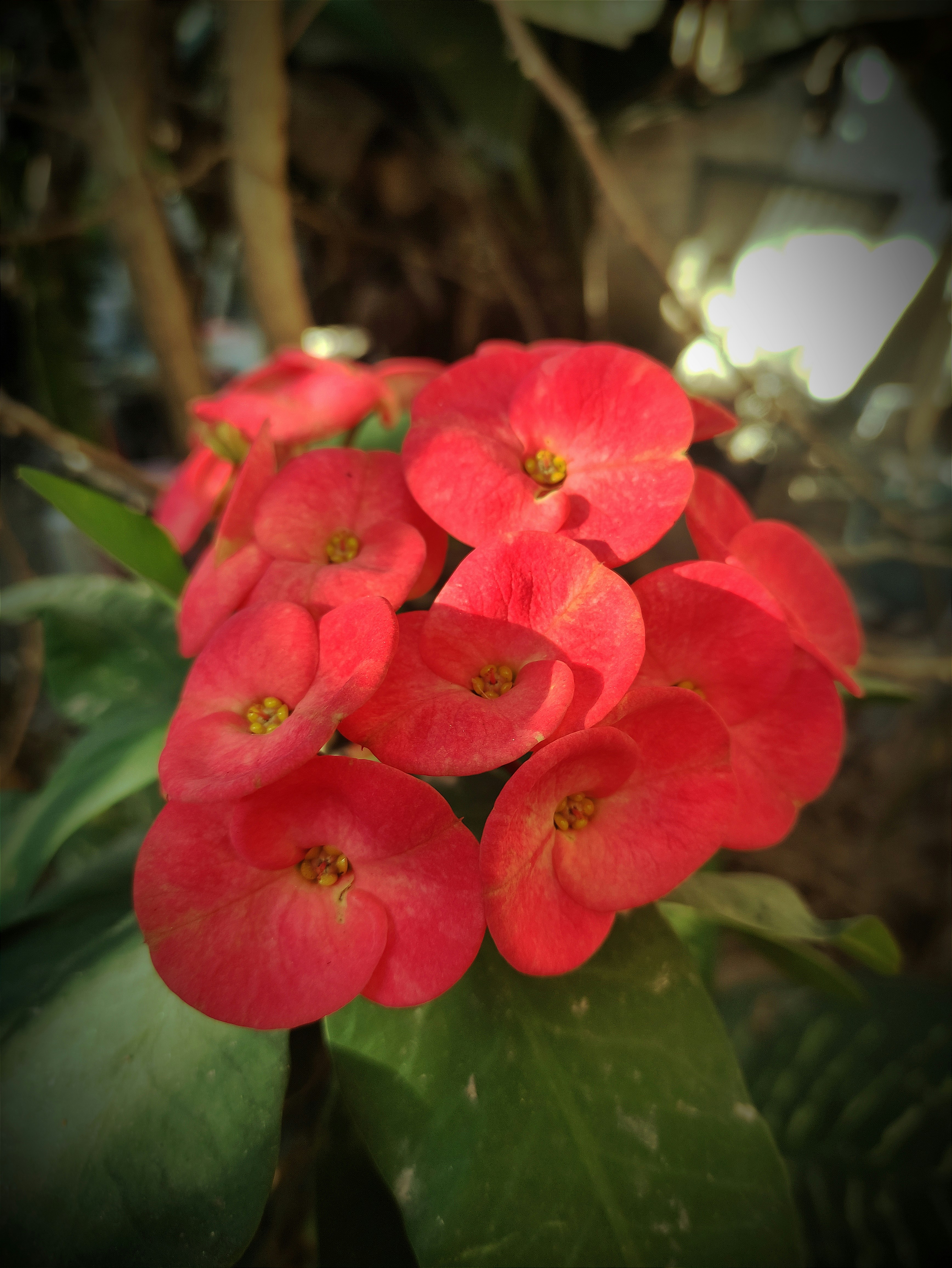 Crimson cluster: close-up of a vivid begonia bloom