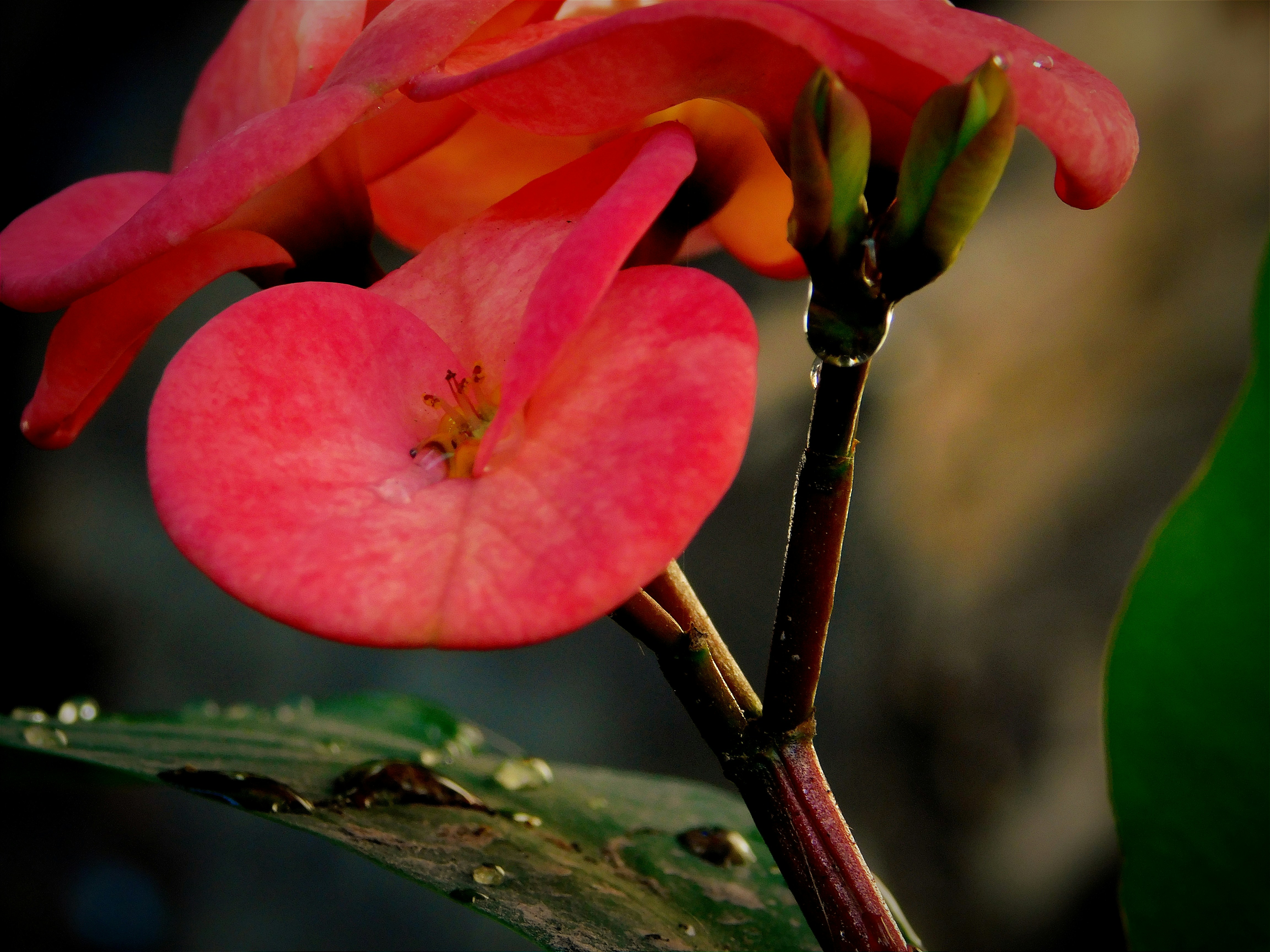 Close-up of vibrant pink flowers with delicate petals and budding green leaves, showcasing the beauty of nature's renewal.