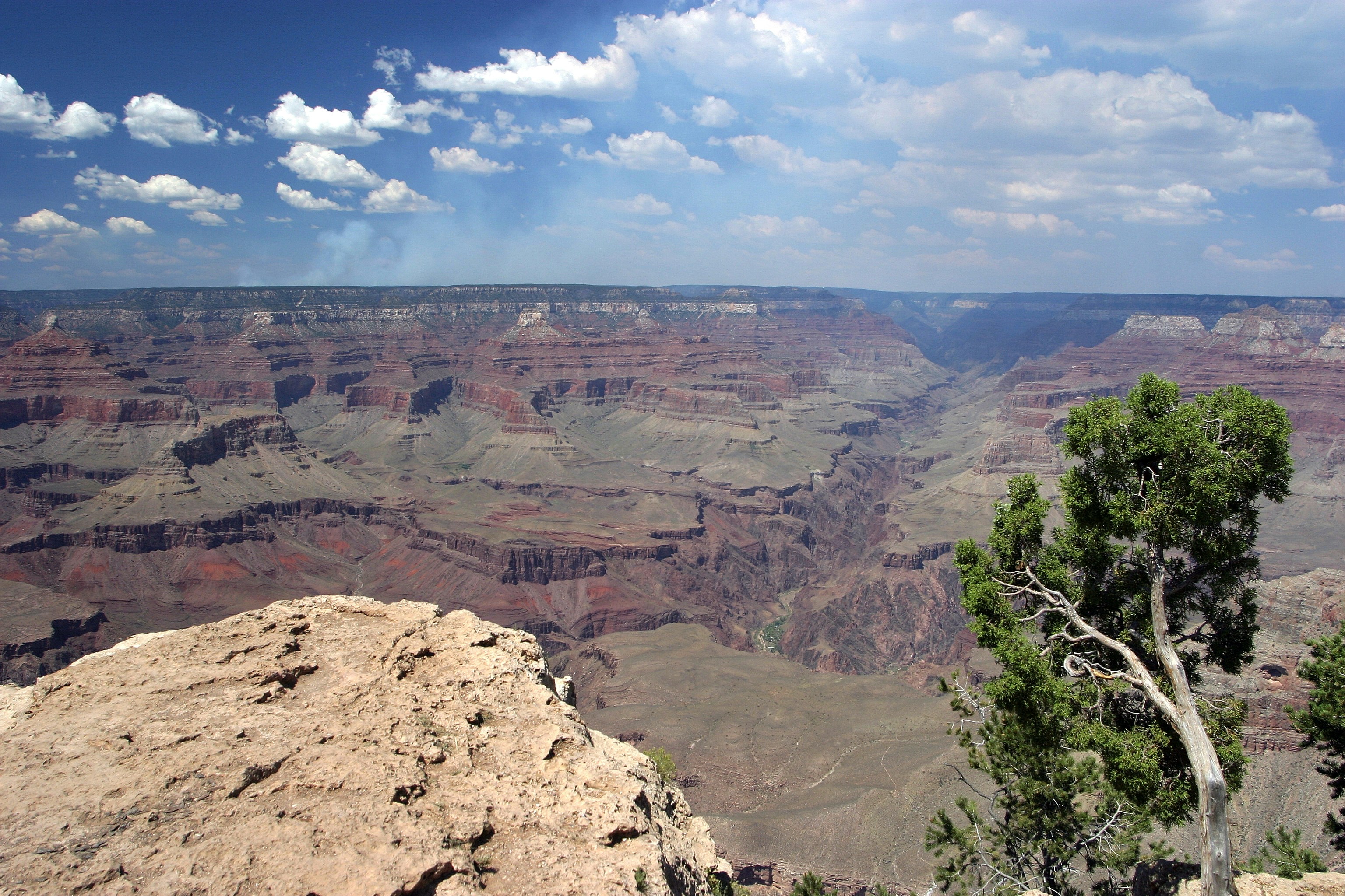 Rimline at Midday: Cedar by a Painted Grand Canyon Vista